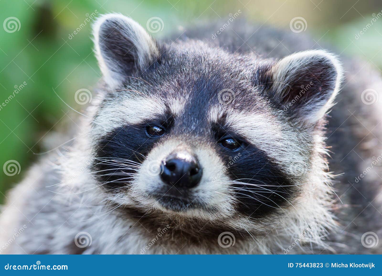 Observe Para Observar Con El Mapache, Foco Selectivo Imagen de archivo ...