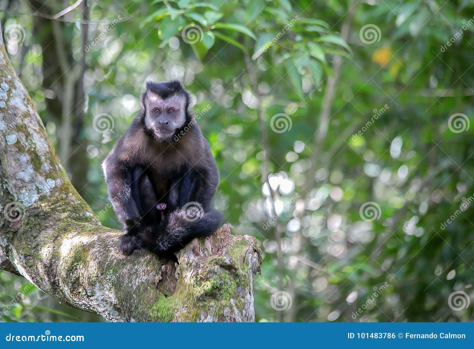 An Observer Monkey Showing His Penis Stock Photo - Image of monkey ...