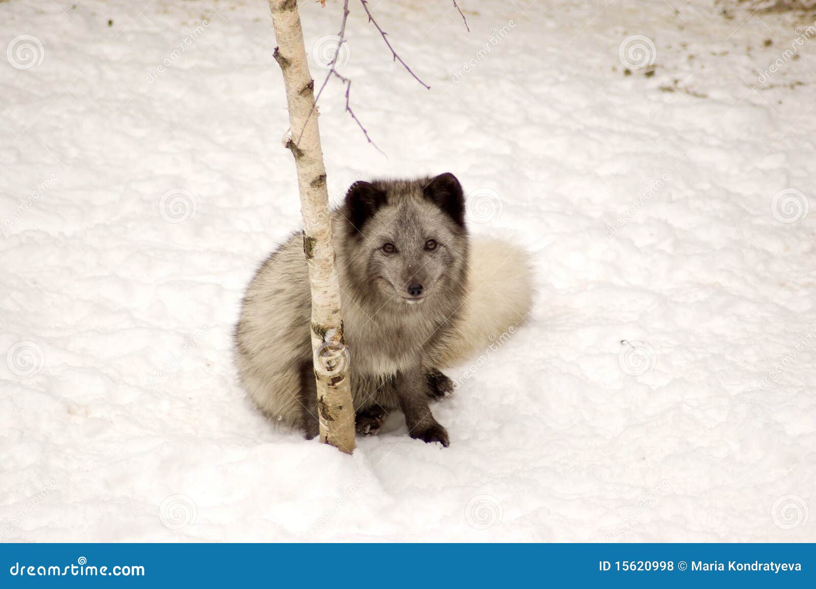 Observer. White fox. stock photo. Image of frost, hair - 15620998