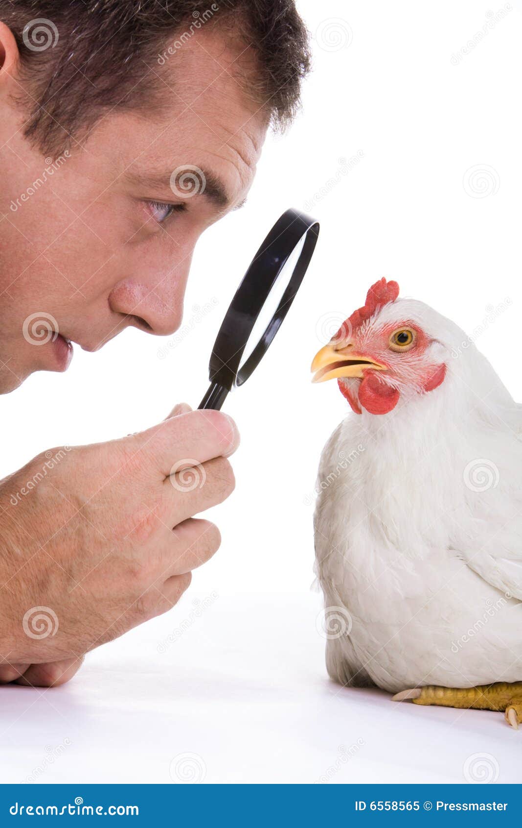 Observing stock image. Image of head, avian, holds, barnyard - 6558565