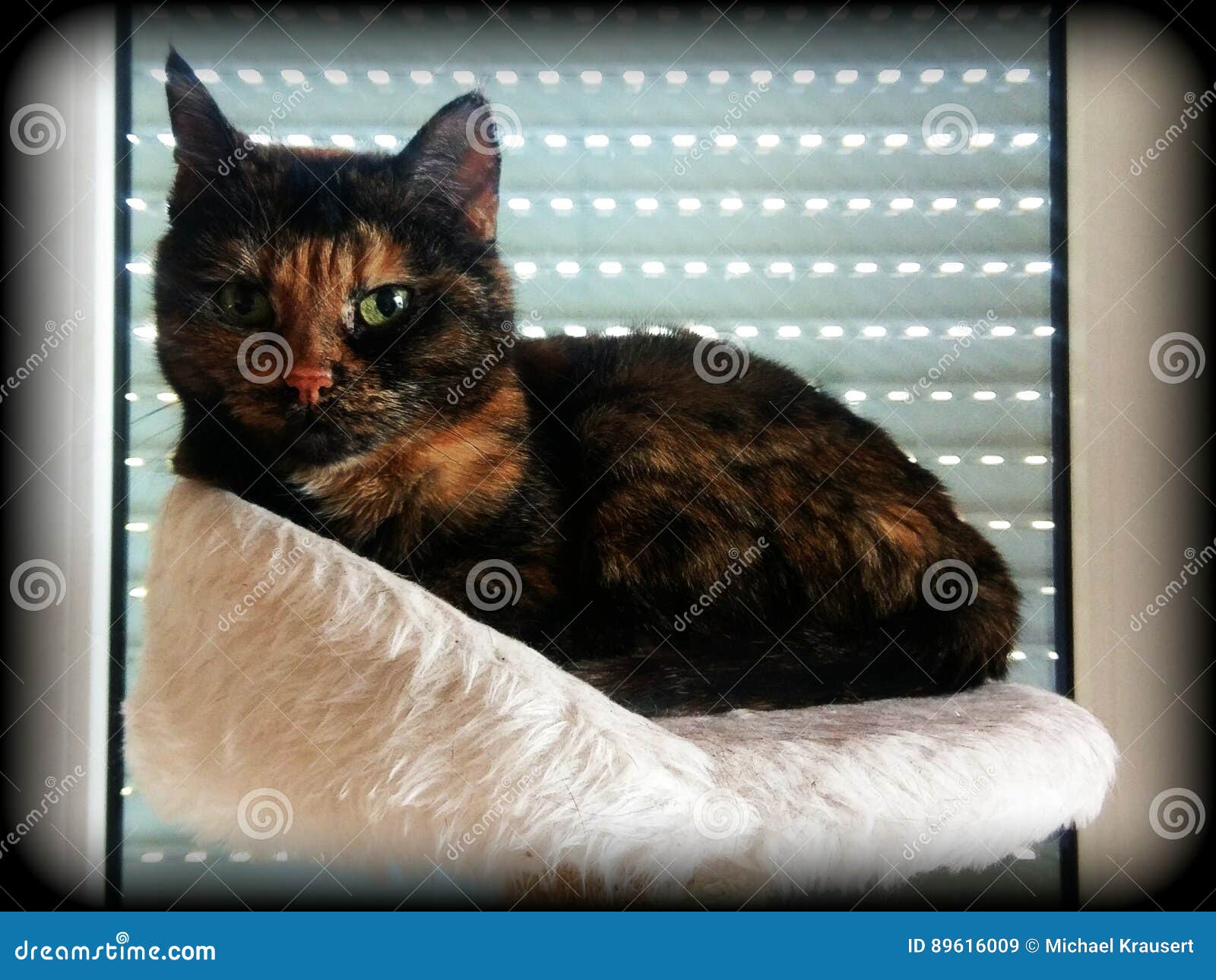 Observing Cat stock image. Image of green, cats, pets - 89616009