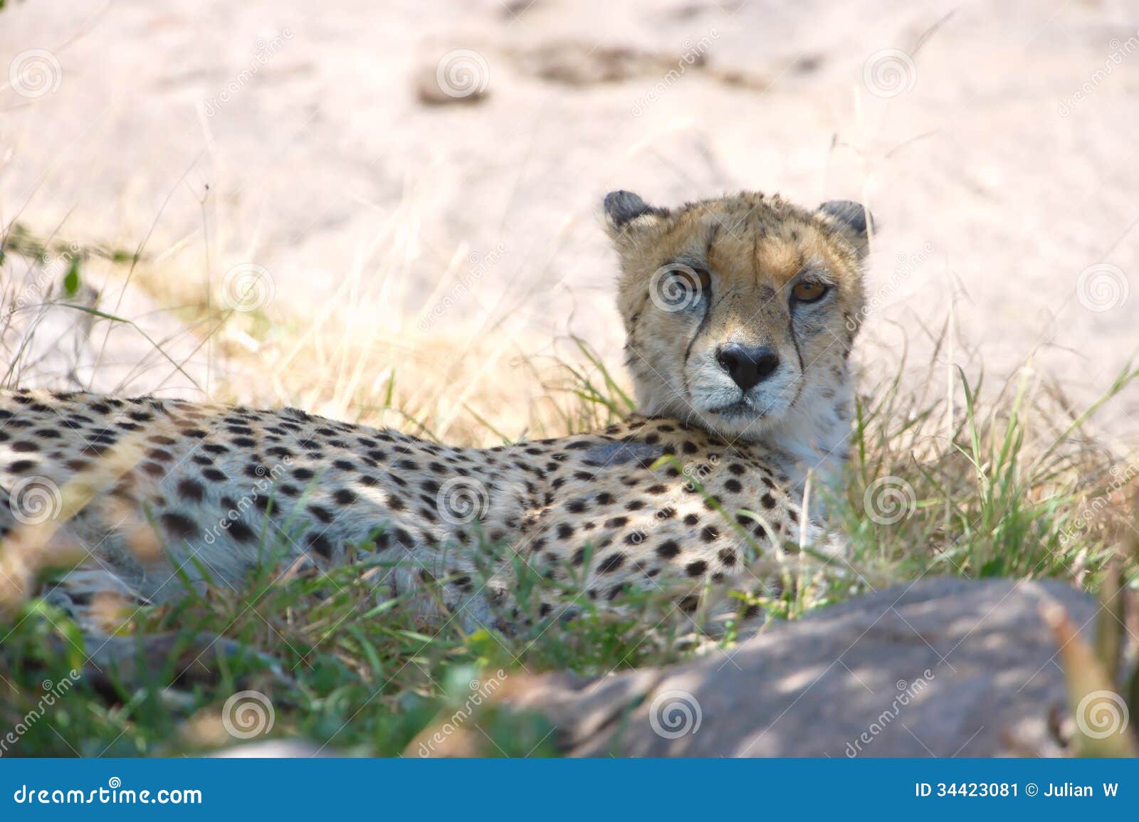 Observing Cheetah stock image. Image of back, hunter - 34423081