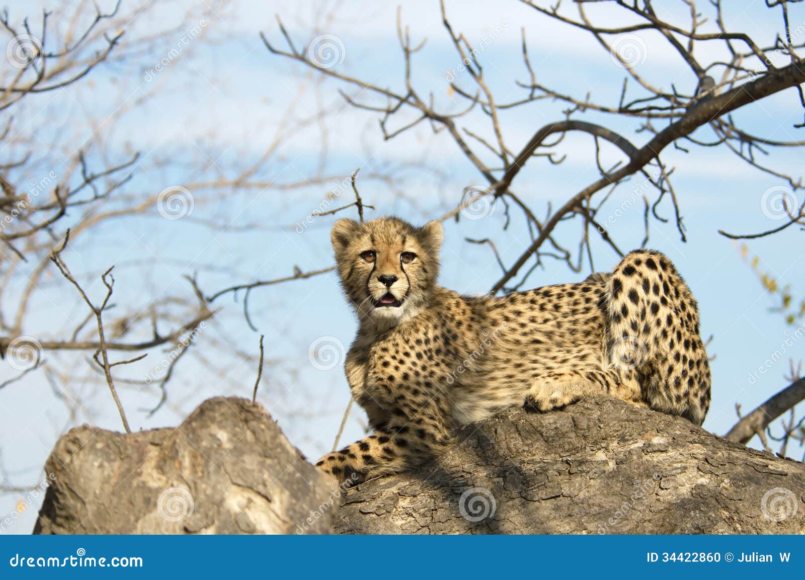 Observing Cheetah stock photo. Image of habitat, savannah - 34422860