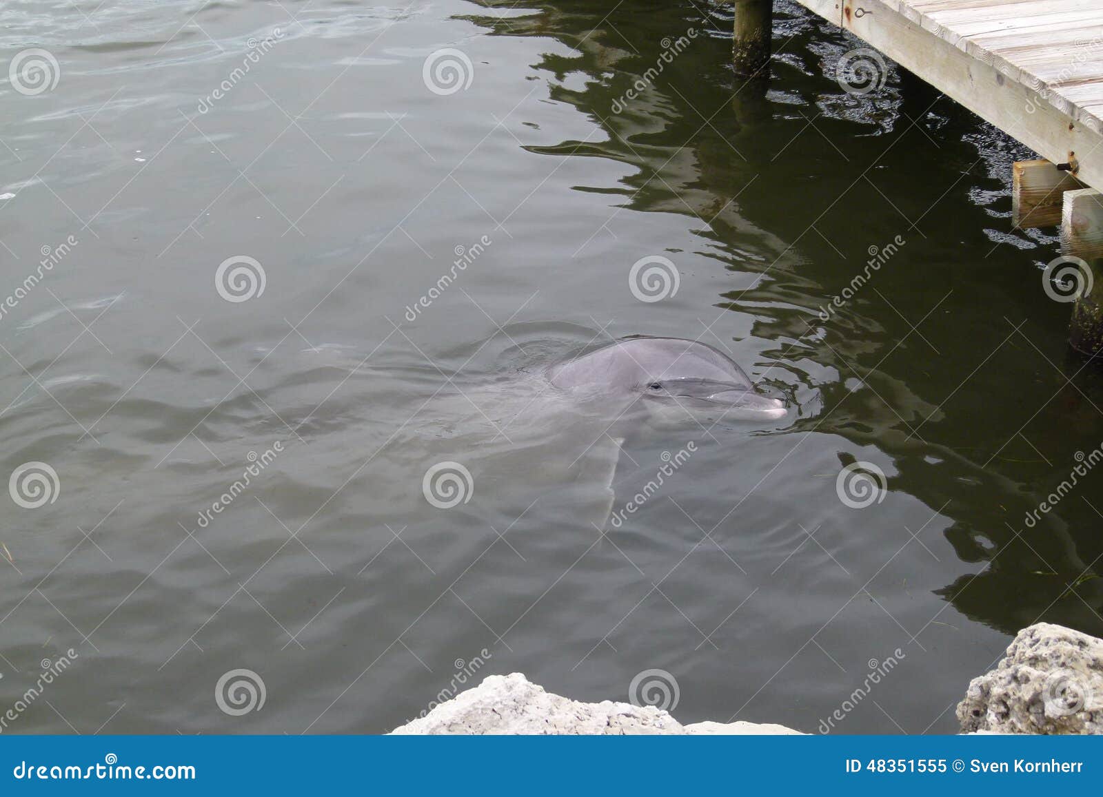 Observing dolphin stock image. Image of relaxing, staring - 48351555