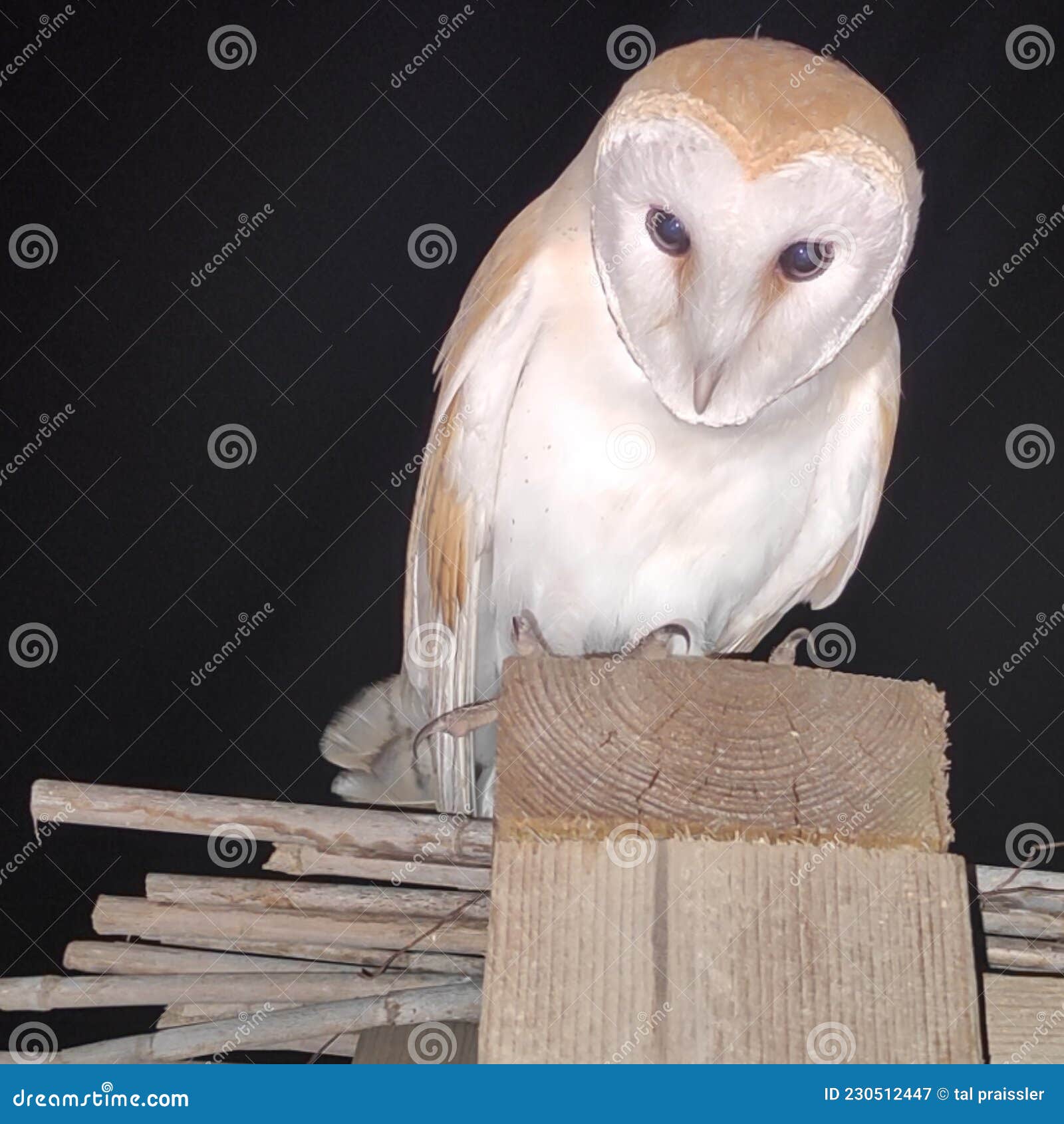 Observing Farm Owl Photos - Free & Royalty-Free Stock Photos from ...
