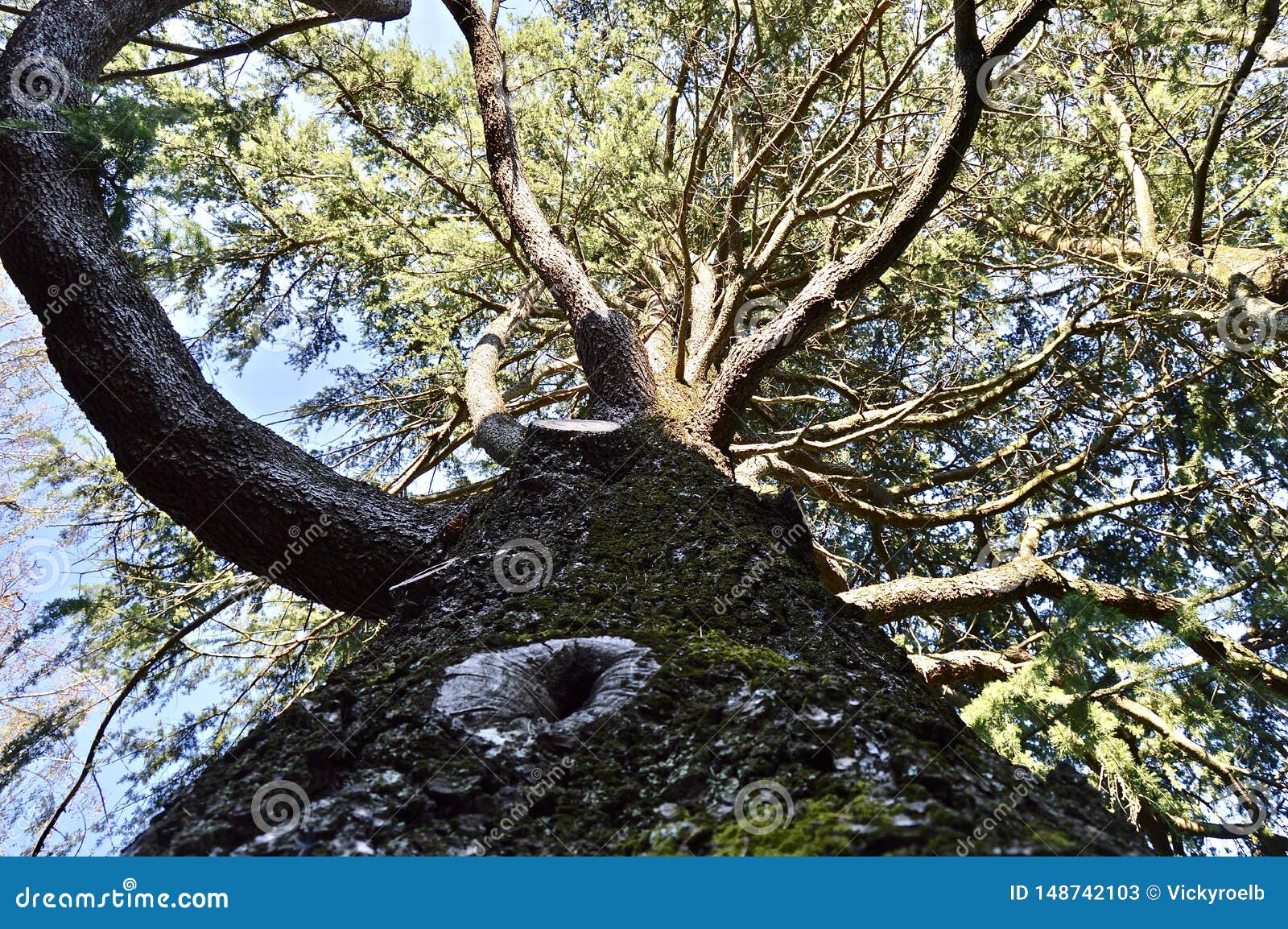 Observing the Fullness of Nature from a Tree Stock Image - Image of ...