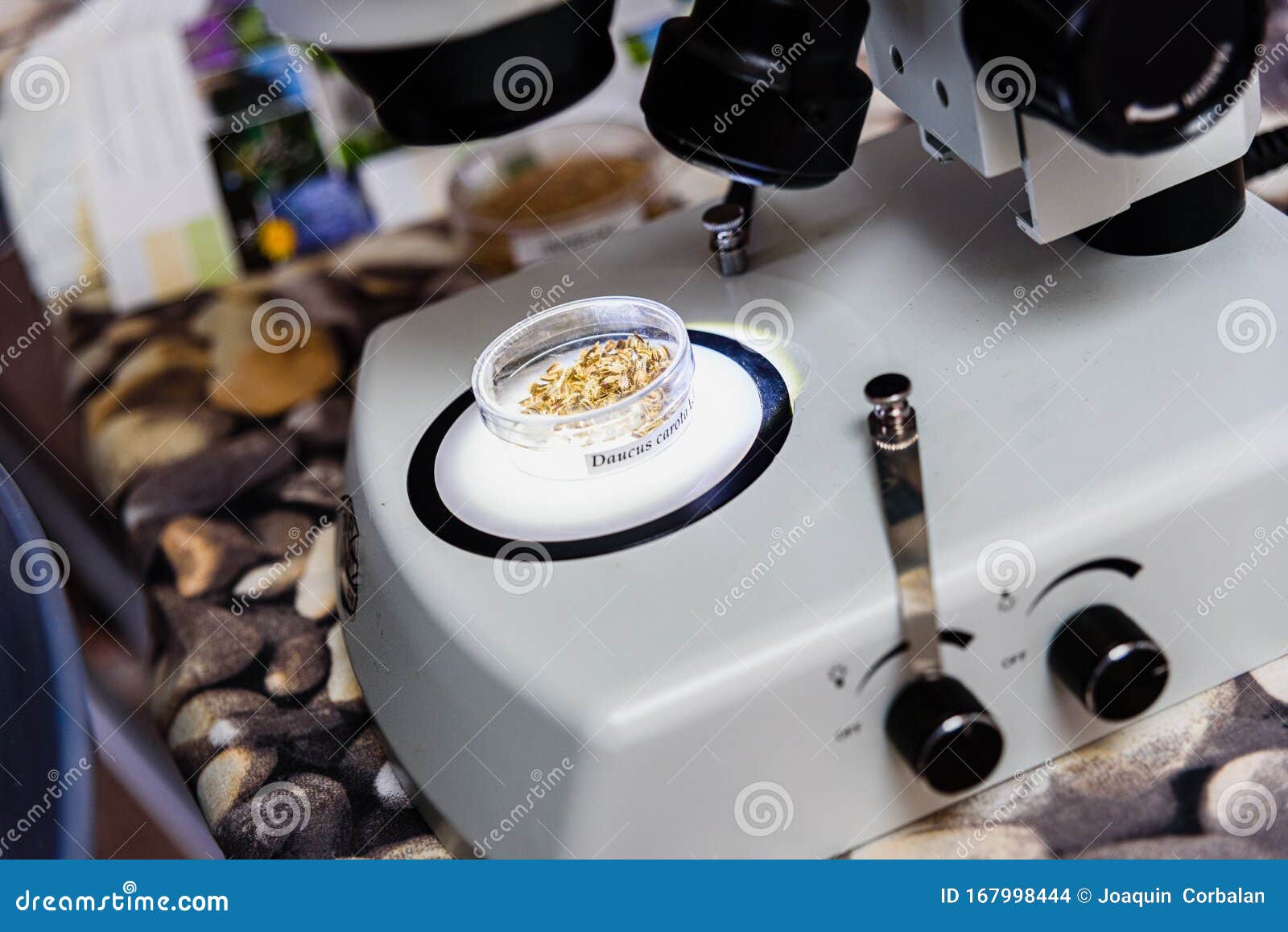 Observing with a Microscope Seeds of Plants in a Laboratory Stock Photo ...