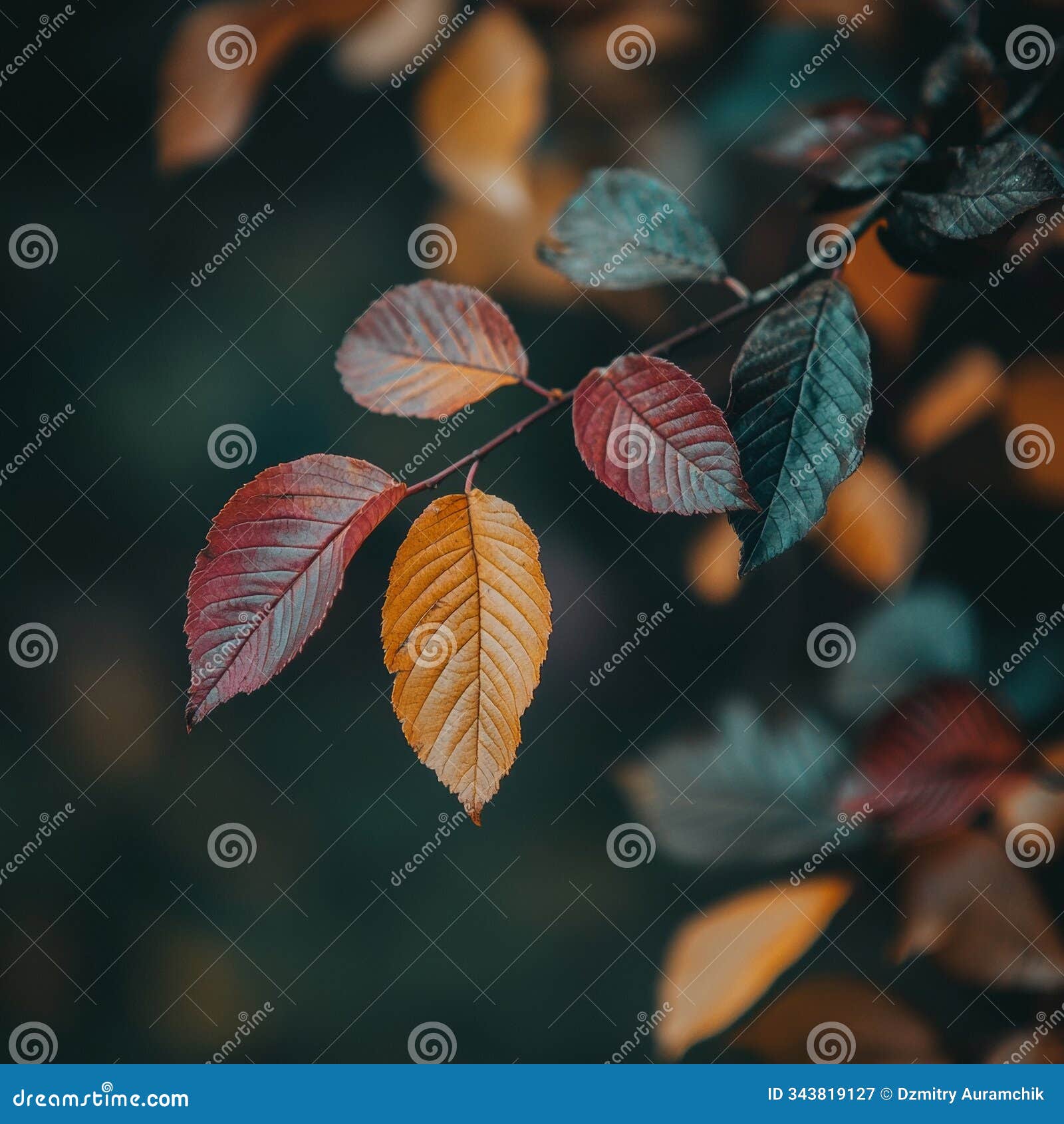 Observing a Native Leaf S Distinct Shapes and Colors, Which Represent ...