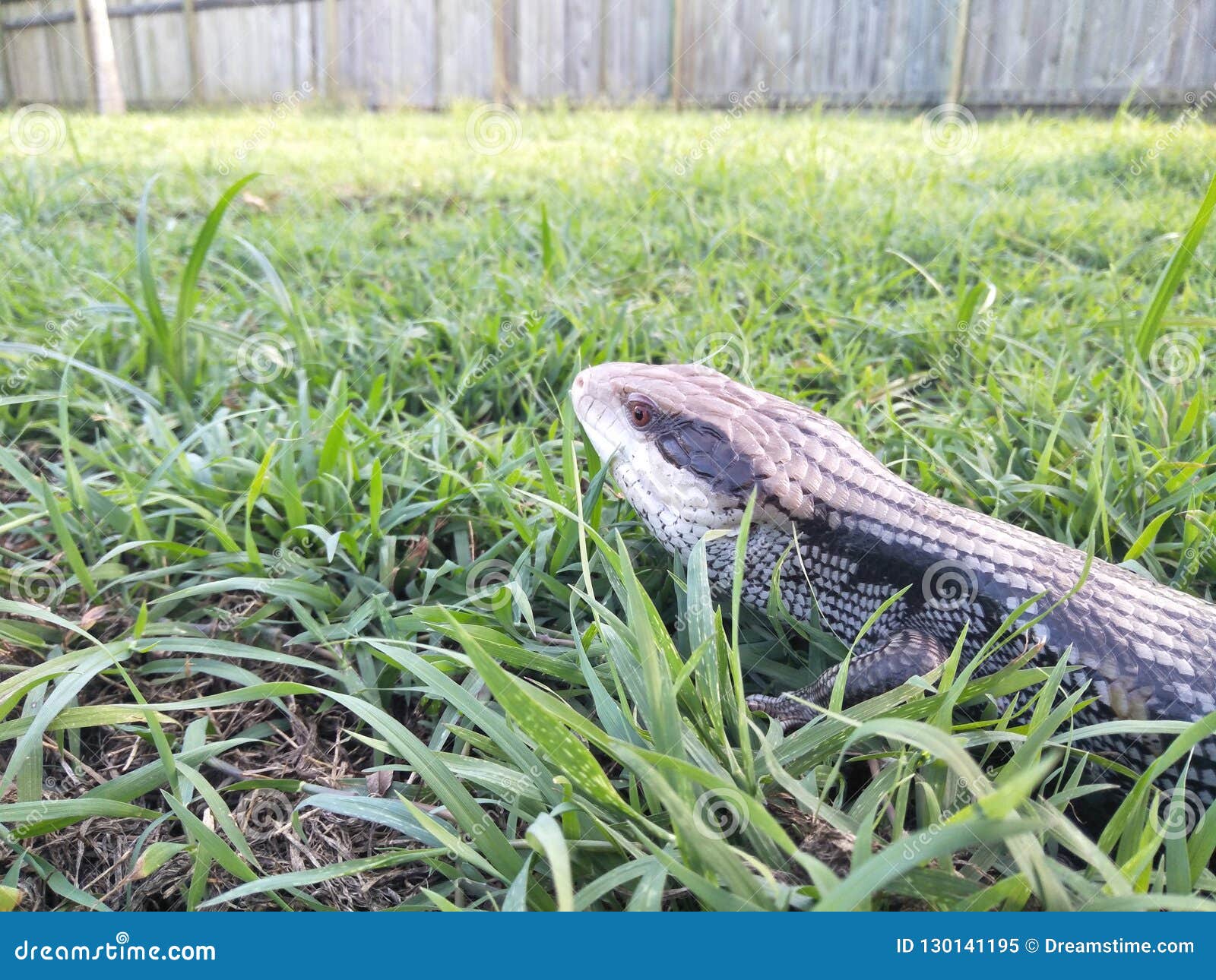 Observing nature stock image. Image of blue, nature - 130141195