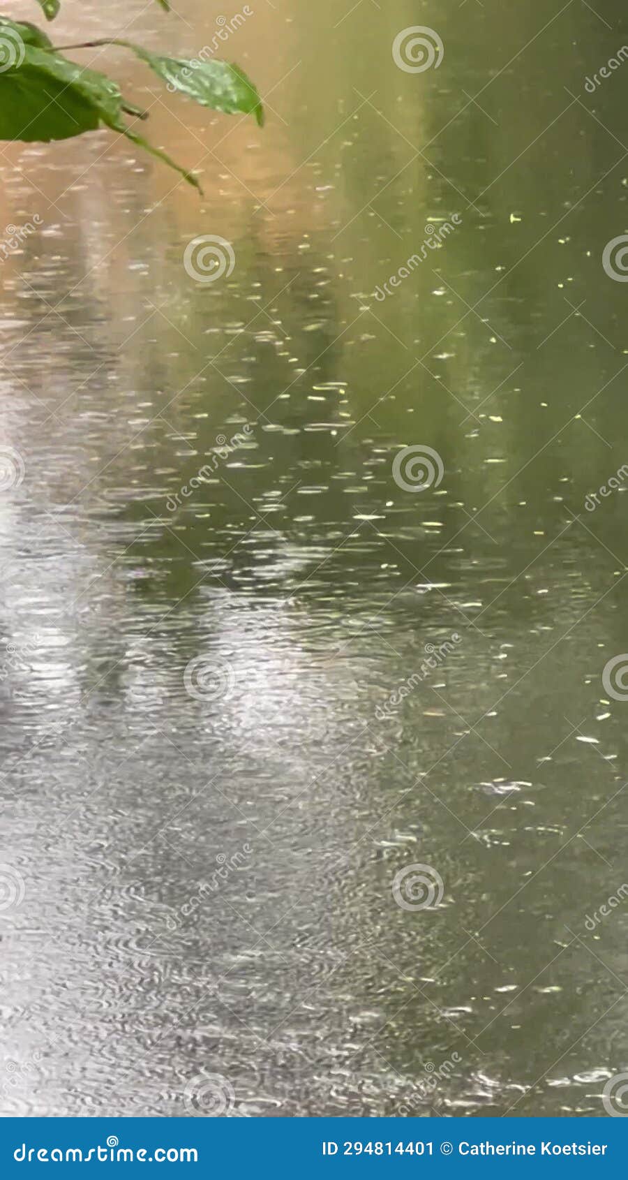 A lot of rain falling stock video. Video of ripples - 294814401