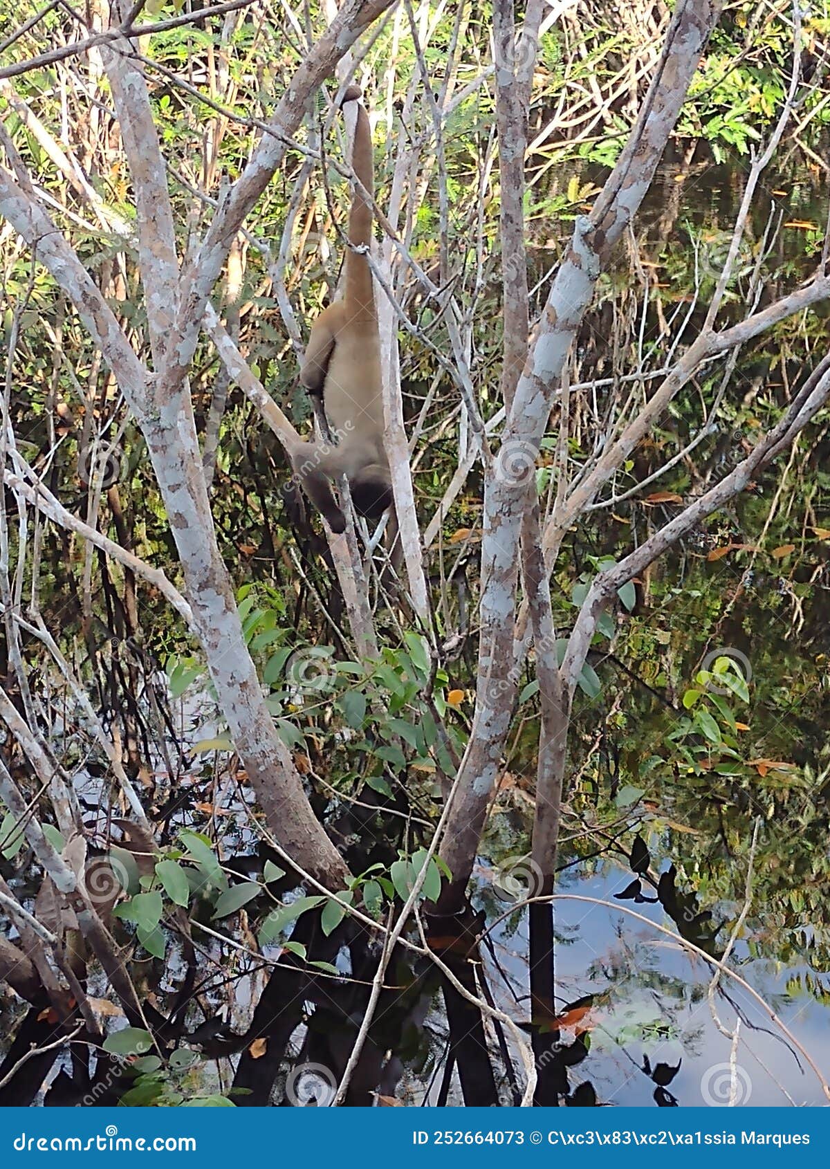 Watching Wild Animals in the Amazon Rainforest Stock Image - Image of ...