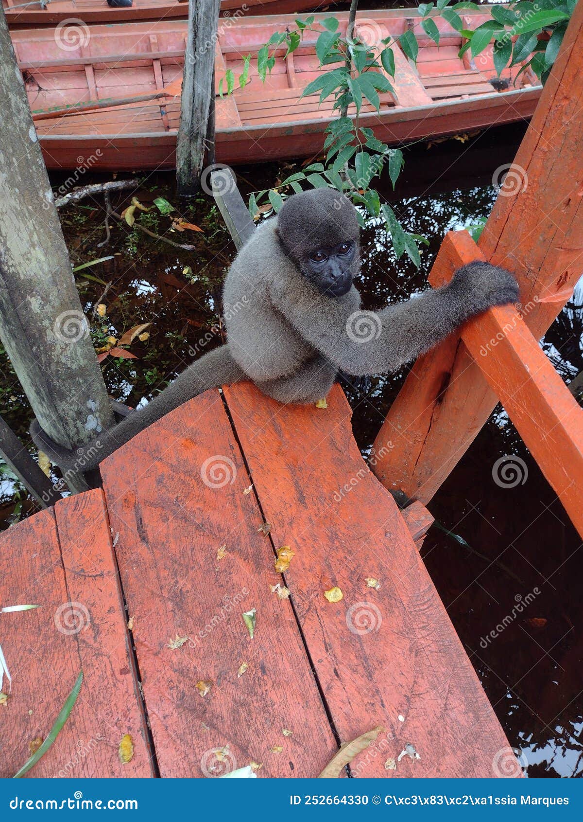 Watching Wild Animals in the Amazon Rainforest Stock Photo - Image of ...