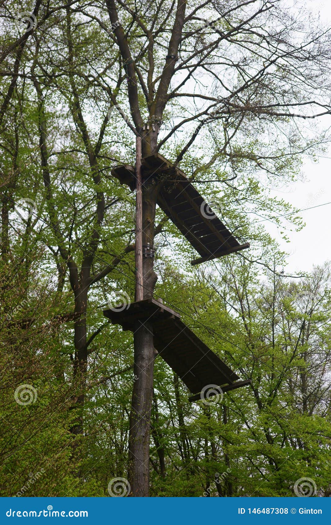 Wooden Platform in the Climbing Forest Stock Photo - Image of high ...