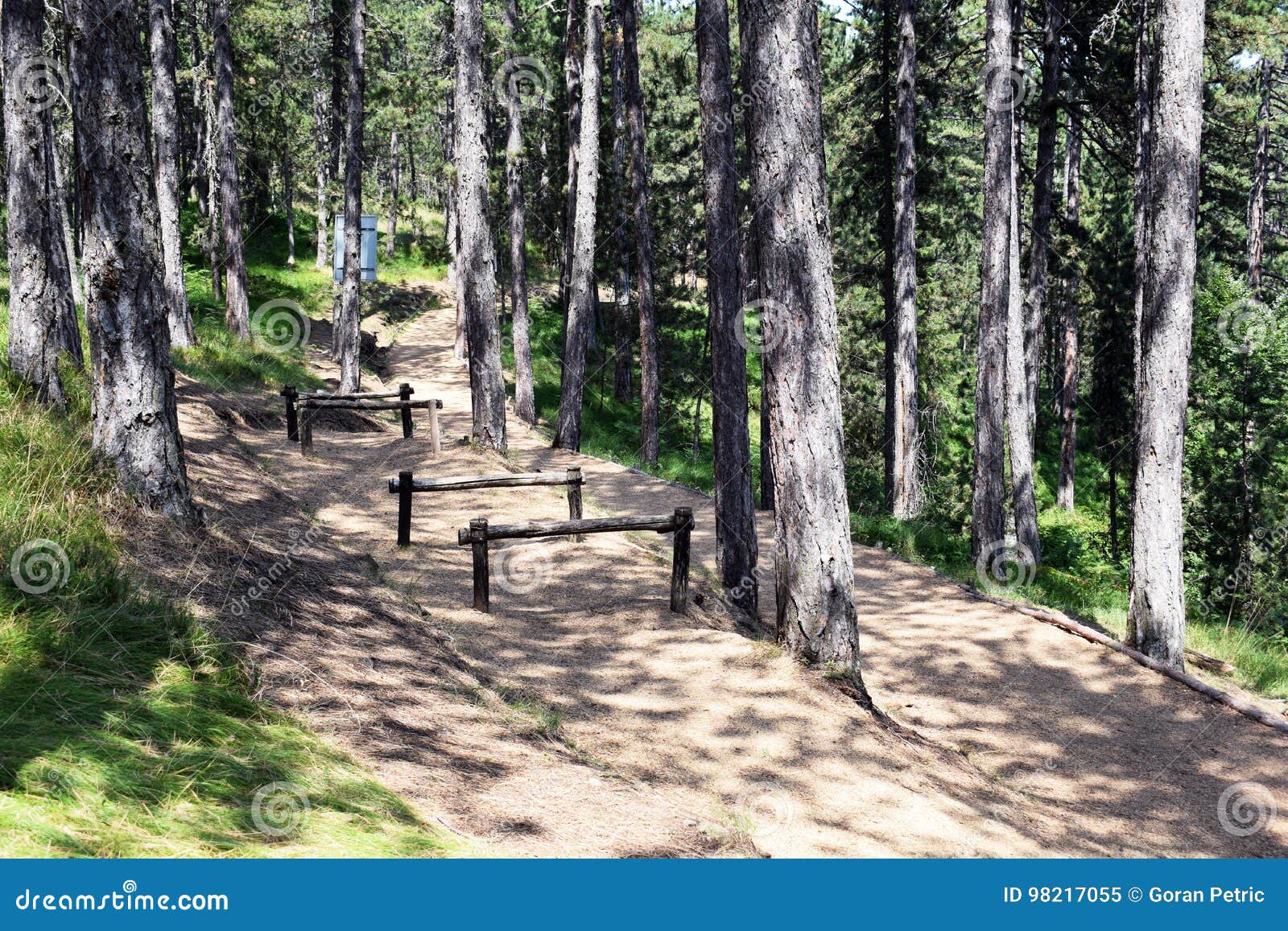 Obstacles for Crossing and Training in the Forest Stock Image - Image ...