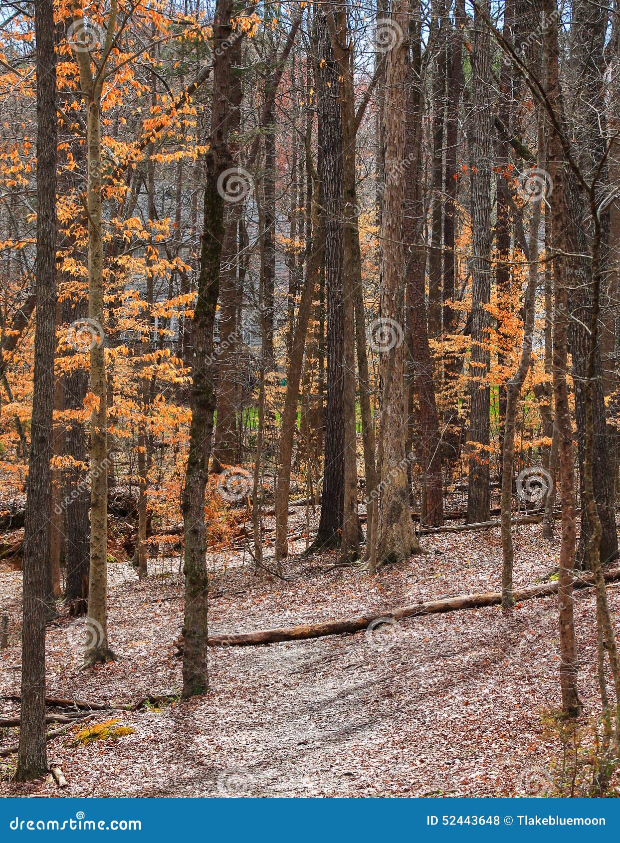Obstacles on your path stock photo. Image of woods, decisions - 52443648