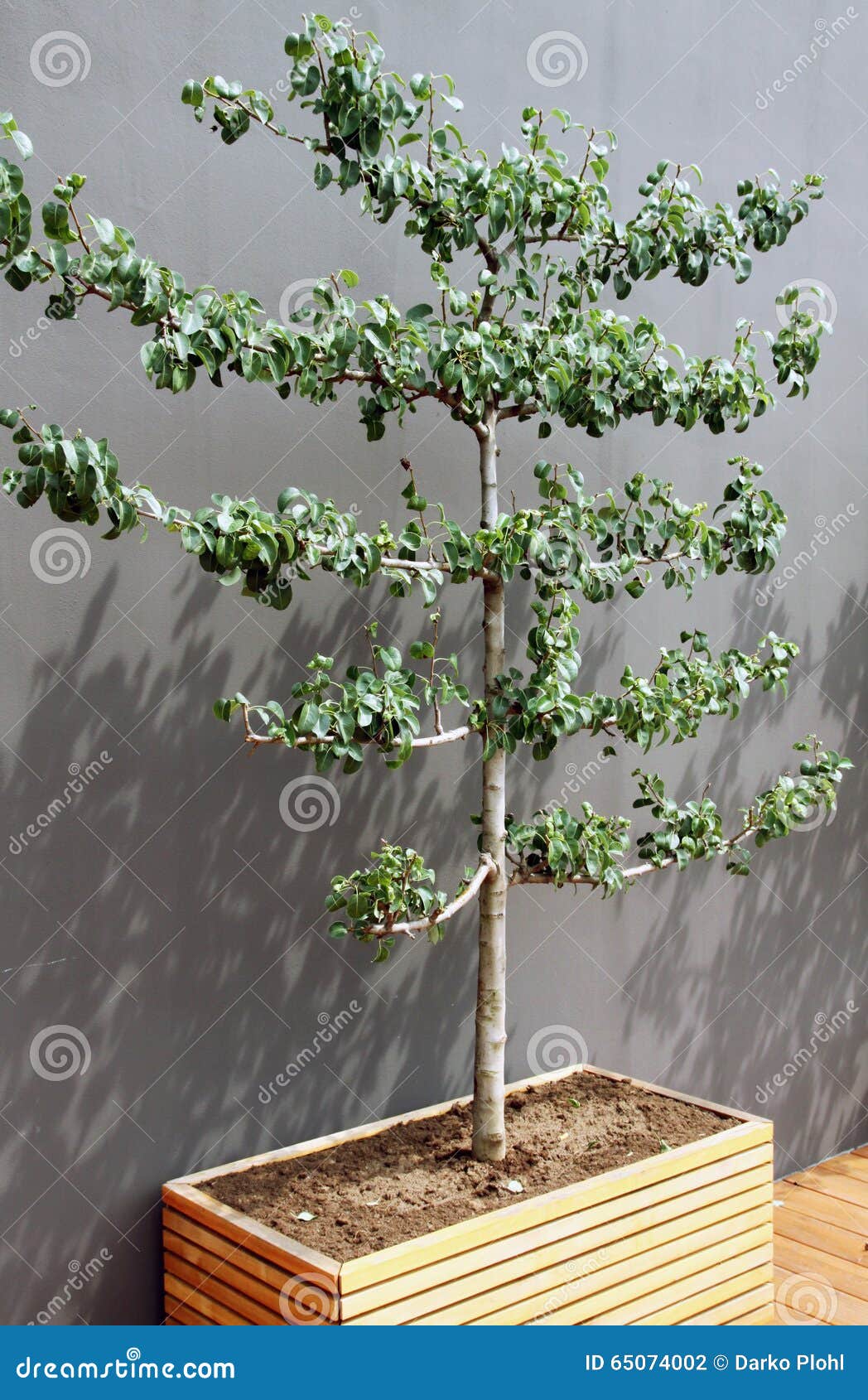 Obstbaum in einem Topf stockfoto. Bild von frucht, laub - 65074002
