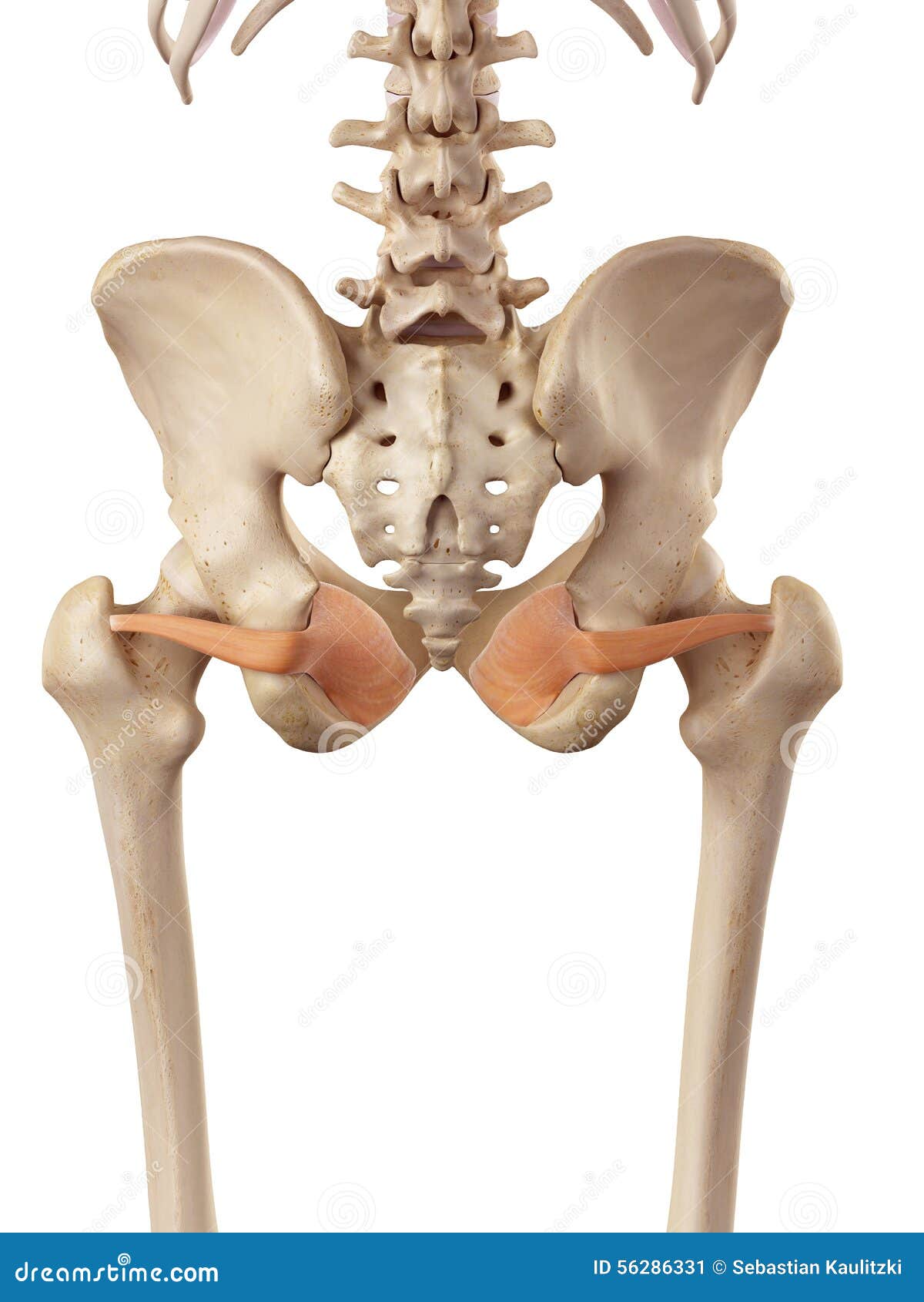 Obturator internus stock illustratie. Illustration of anatomie - 56286331