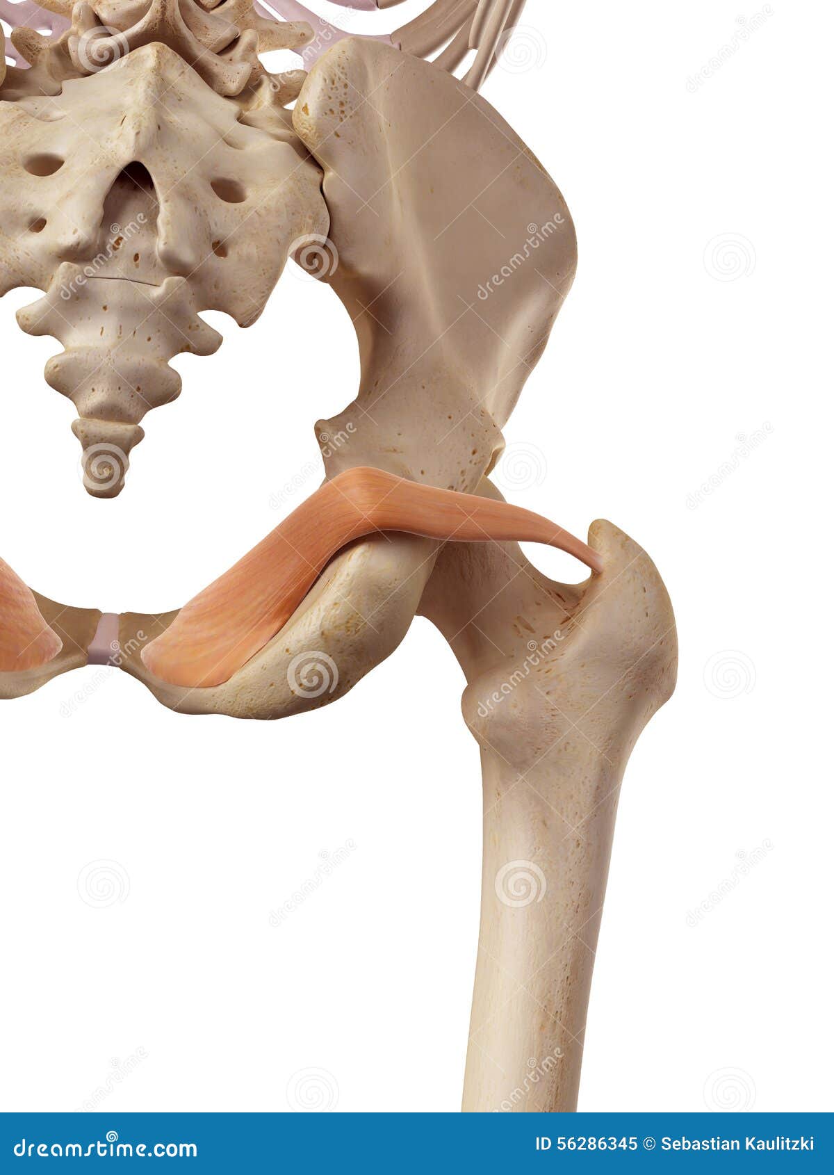 The obturator internus stock illustration. Illustration of graphic ...