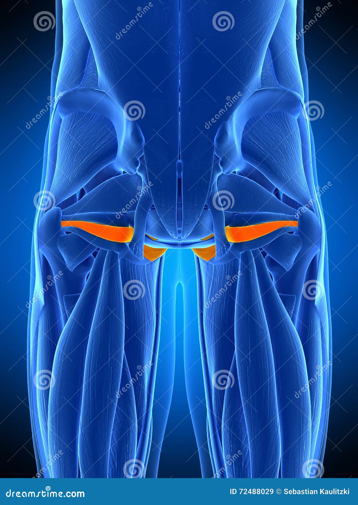 The obturator internus stock illustration. Illustration of muscle ...