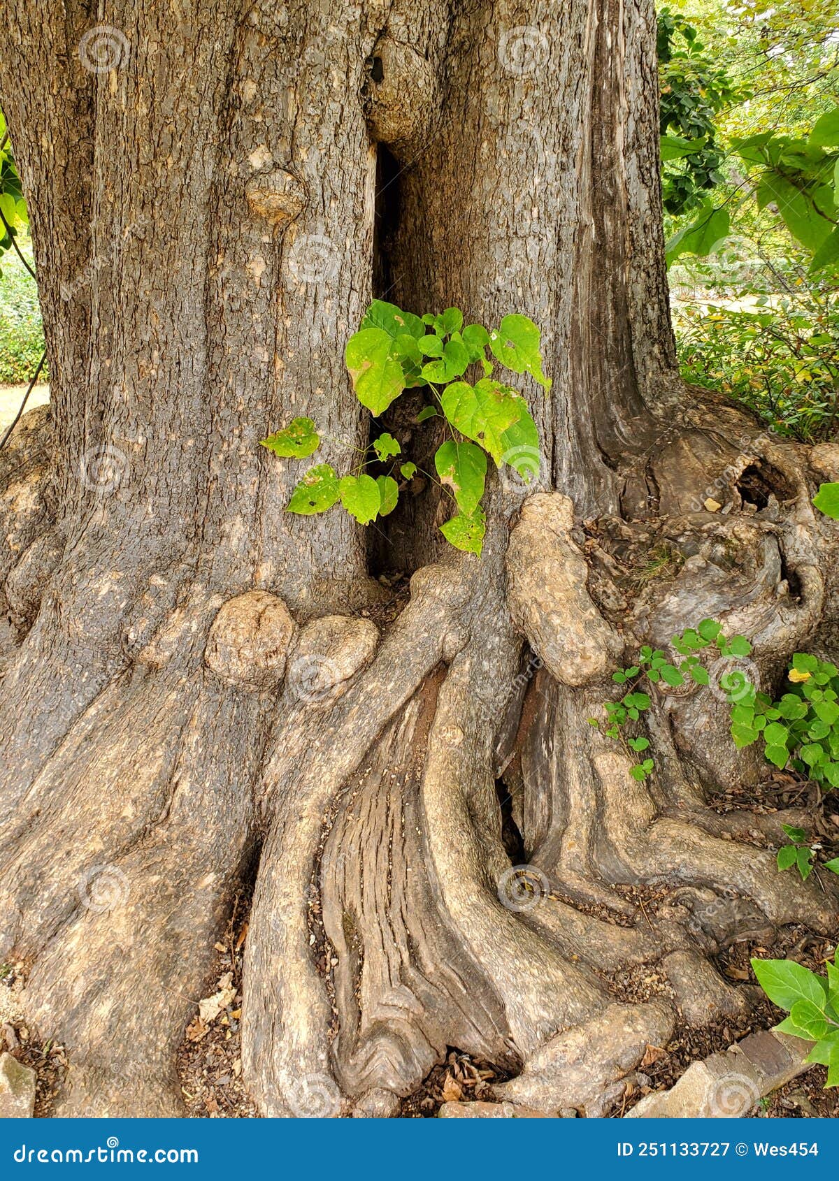 The Twisted Trunk of the Tree Shows Decades of Stress Stock Image ...