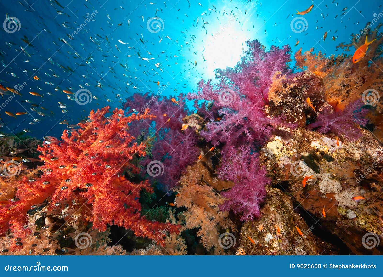 Océan De Corail De Poissons Photo stock - Image du sunlight, nature ...