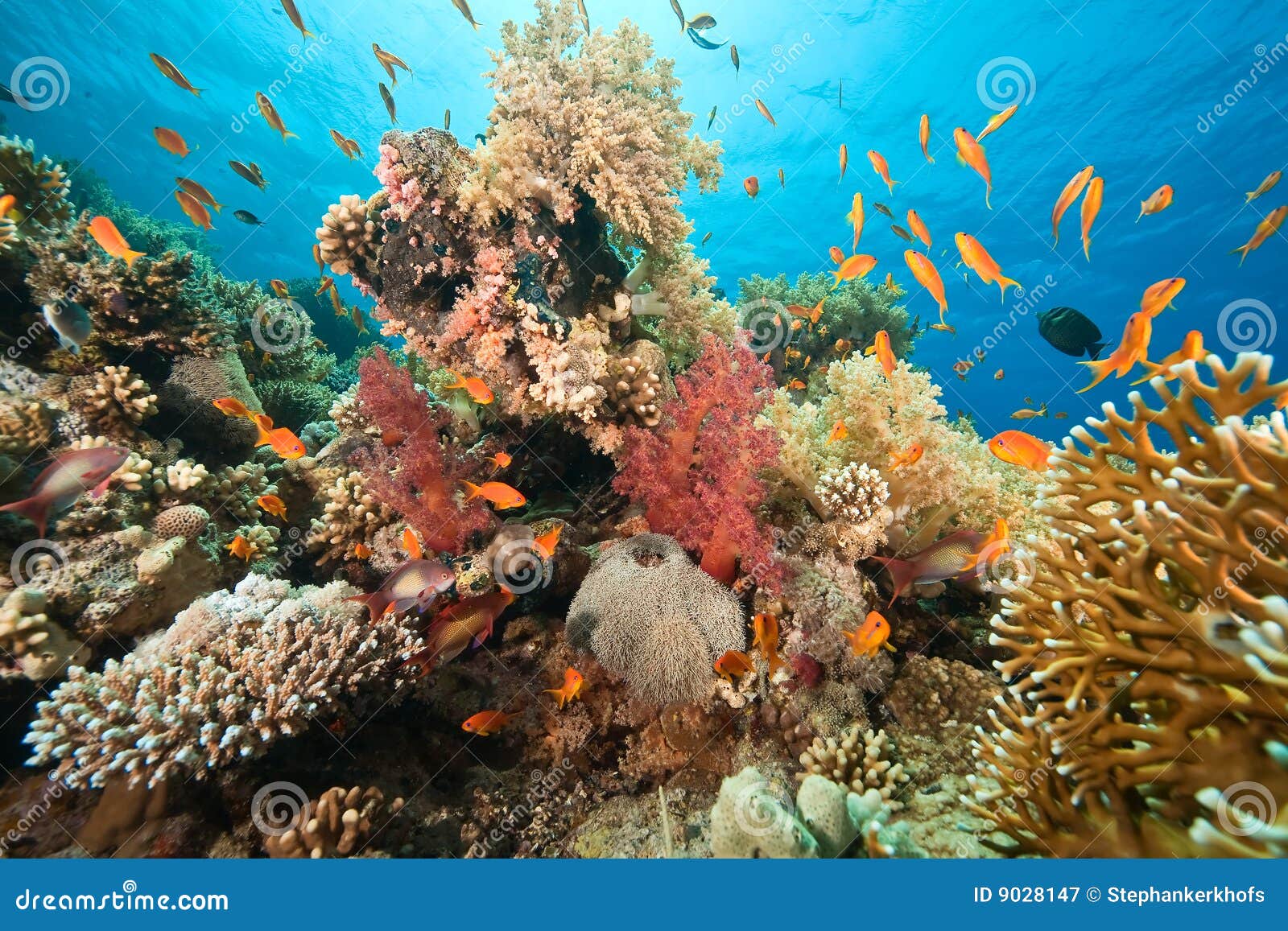 Océan De Corail De Poissons Image stock - Image du rayons, rayon: 9028147