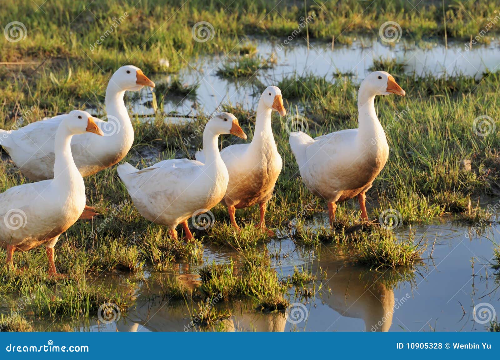 Oca fotografia stock. Immagine di anatra, agricoltura - 10905328