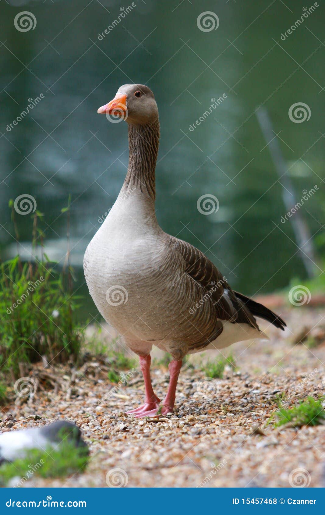 Oca fotografia stock. Immagine di uccello, ritratto, erba - 15457468