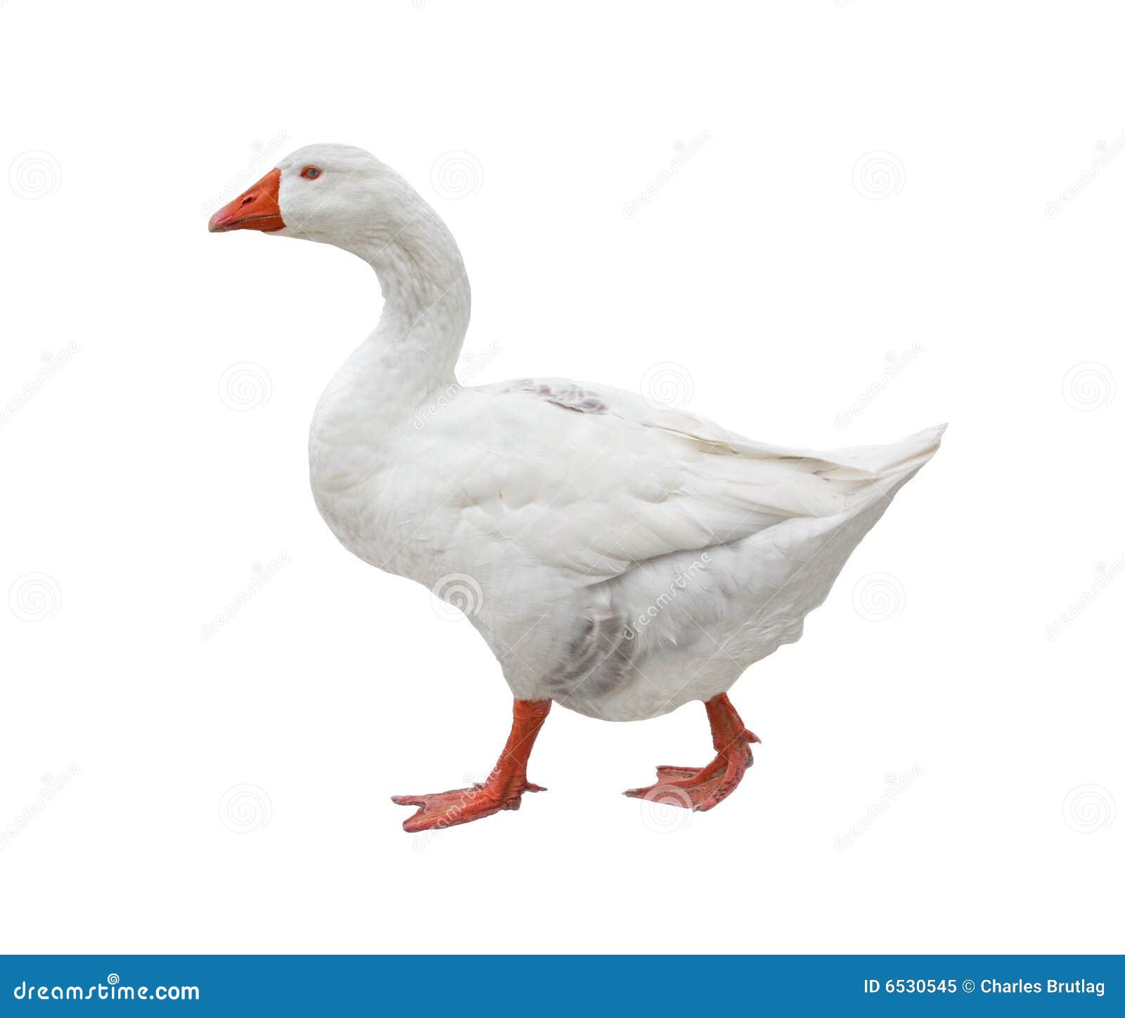 Oca immagine stock. Immagine di fauna, fattura, piume - 6530545