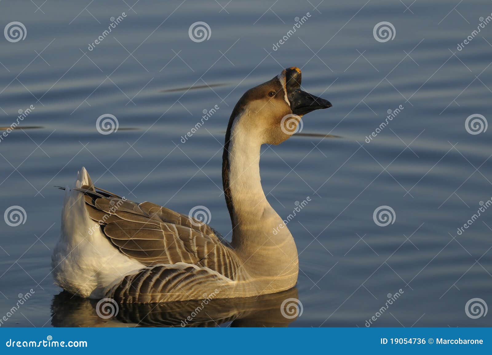 Oca Africana - African Goose Male Stock Photo - Image of nature, male ...
