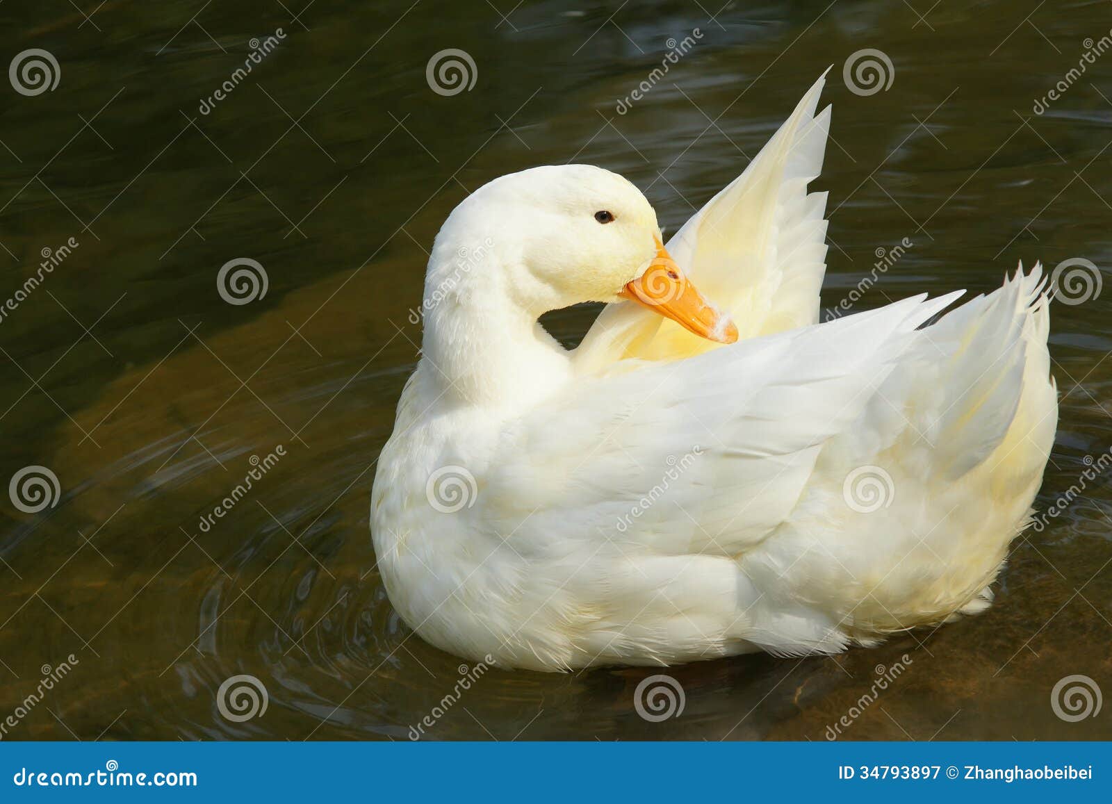 Oca bianca immagine stock. Immagine di bianco, preparazione - 34793897