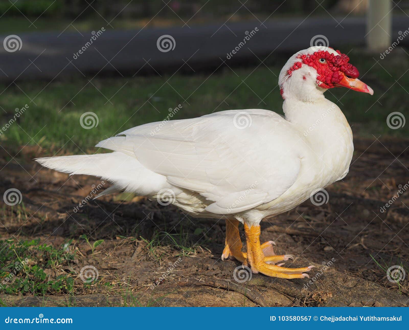 Oca Bianca Che Ha Un Becco Rosso Immagine Stock - Immagine di animale ...