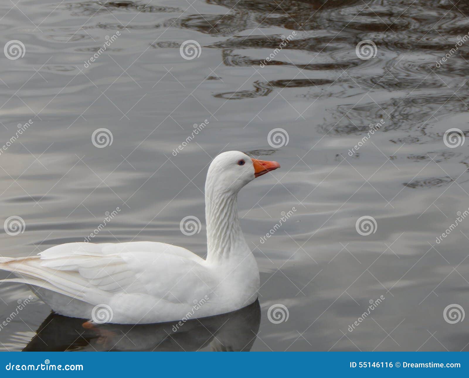 Oca bianca come la neve fotografia stock. Immagine di colpire - 55146116