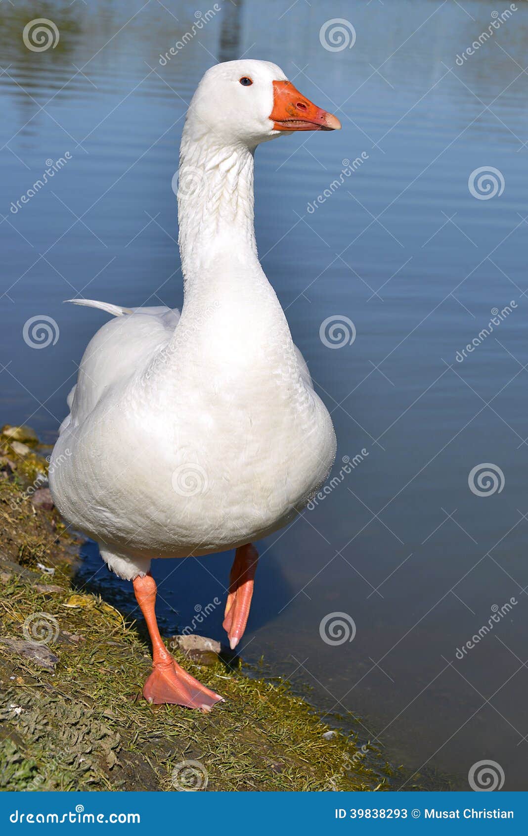 Oca bianca su erba immagine stock. Immagine di nave, particolare - 39838293