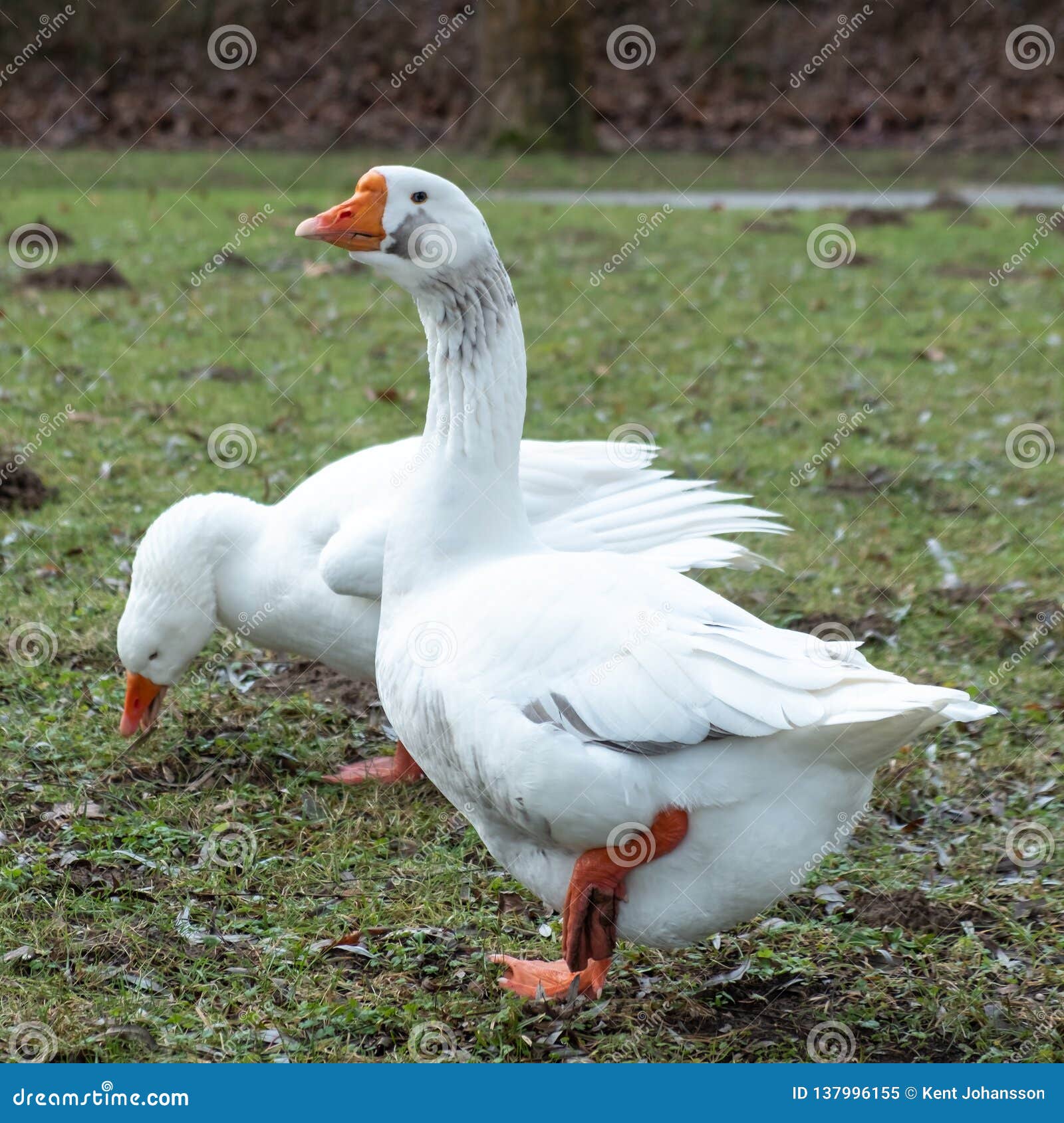 immagini di riserva di Oca Bianca Su Erba - la sovranità di download ...