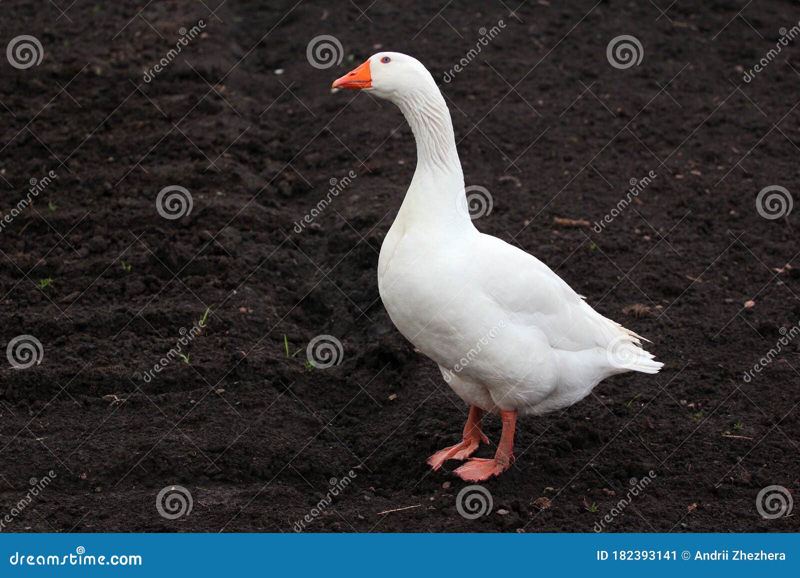Oca bianca su fondo nero immagine stock. Immagine di animale - 182393141