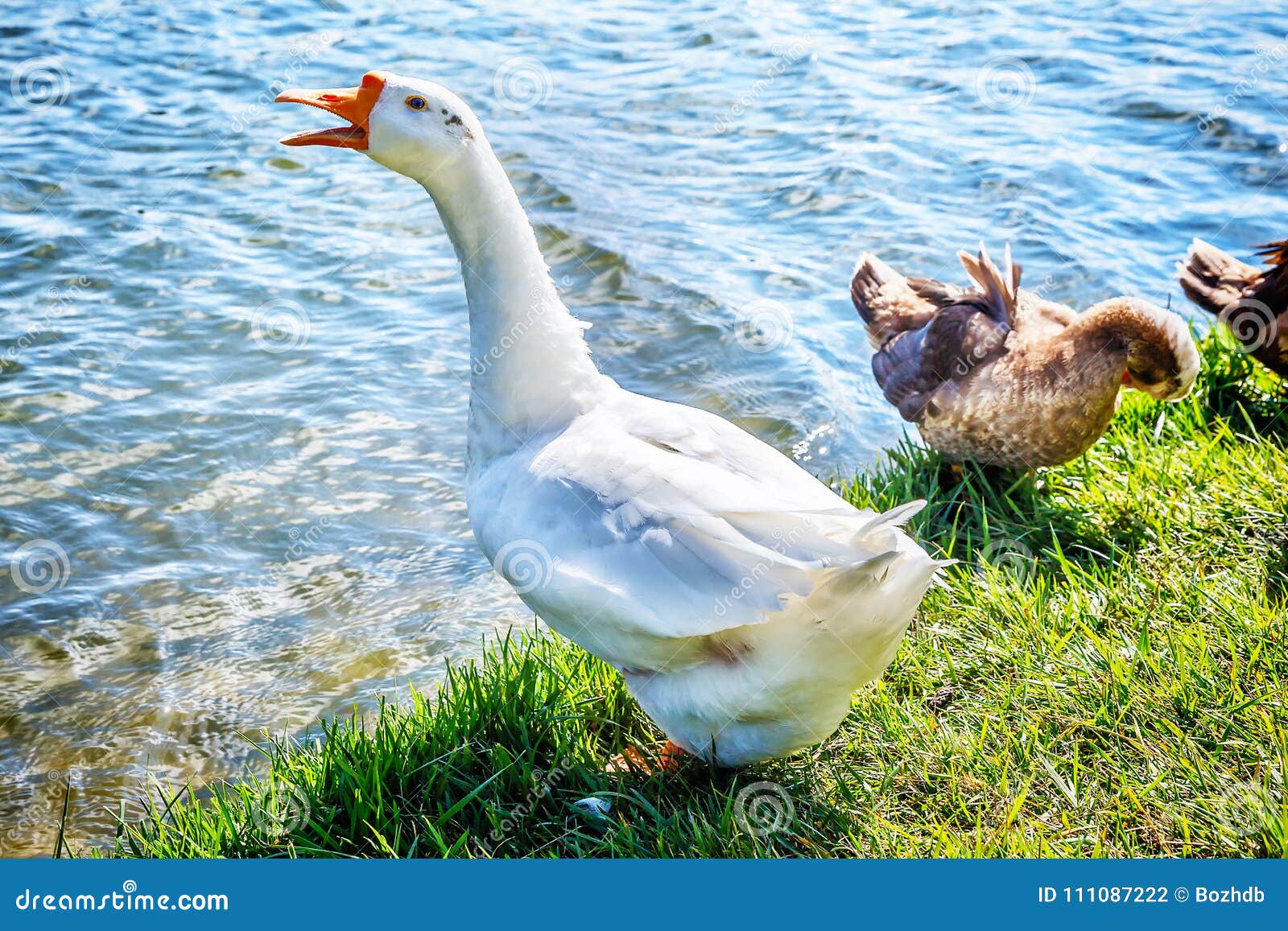 Oca Bianca Sulla Riva Del Lago Fotografia Stock - Immagine di vita ...