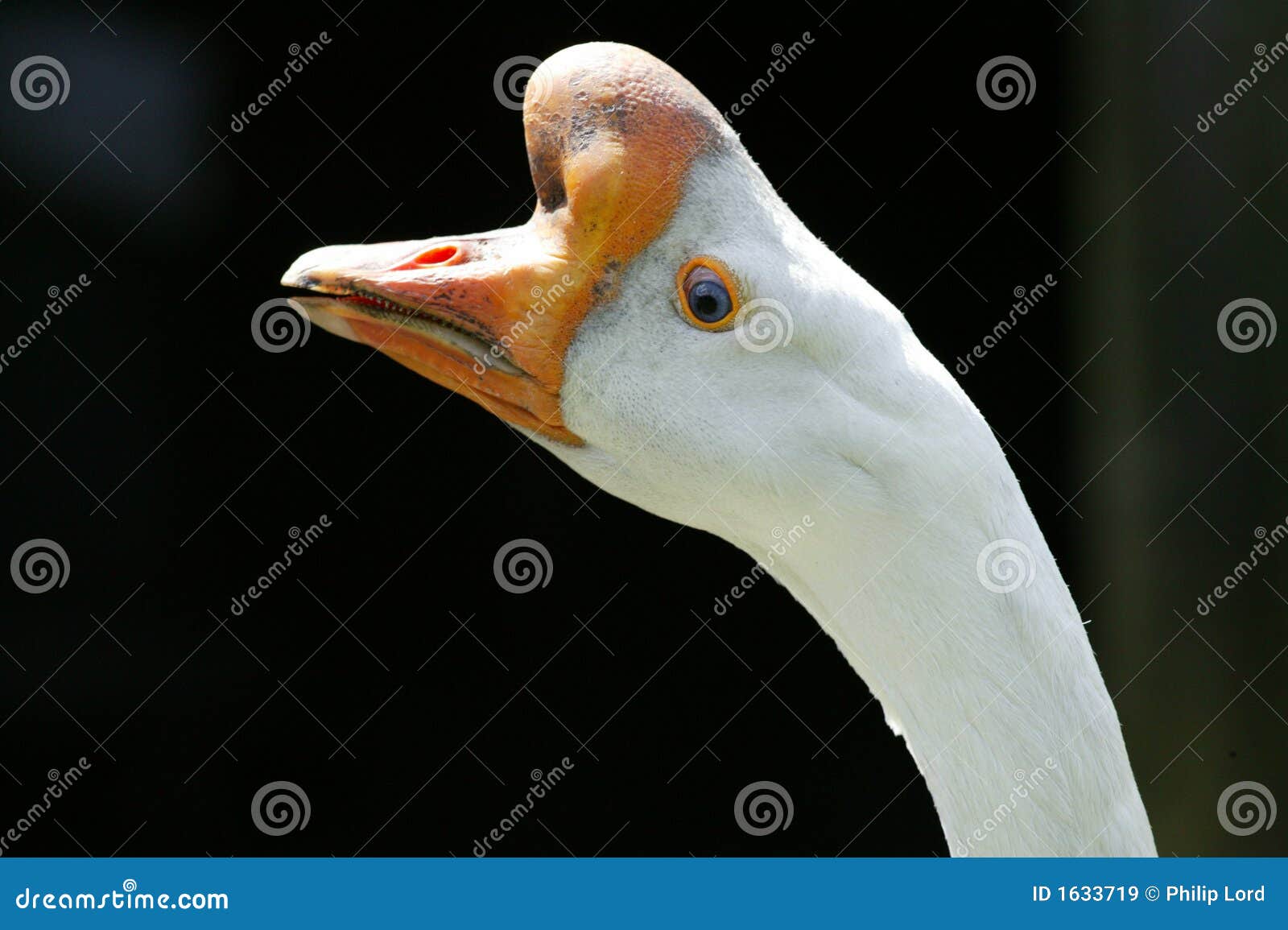 Oca cinese immagine stock. Immagine di podere, uccello - 1633719