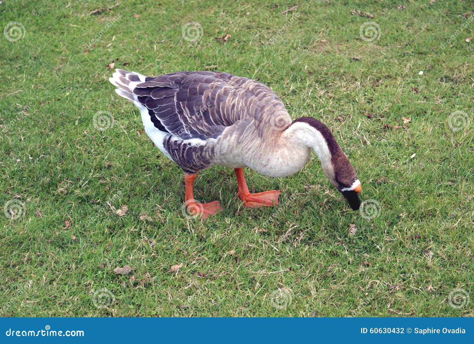 Oca cinese fotografia stock. Immagine di farmland, animale - 60630432