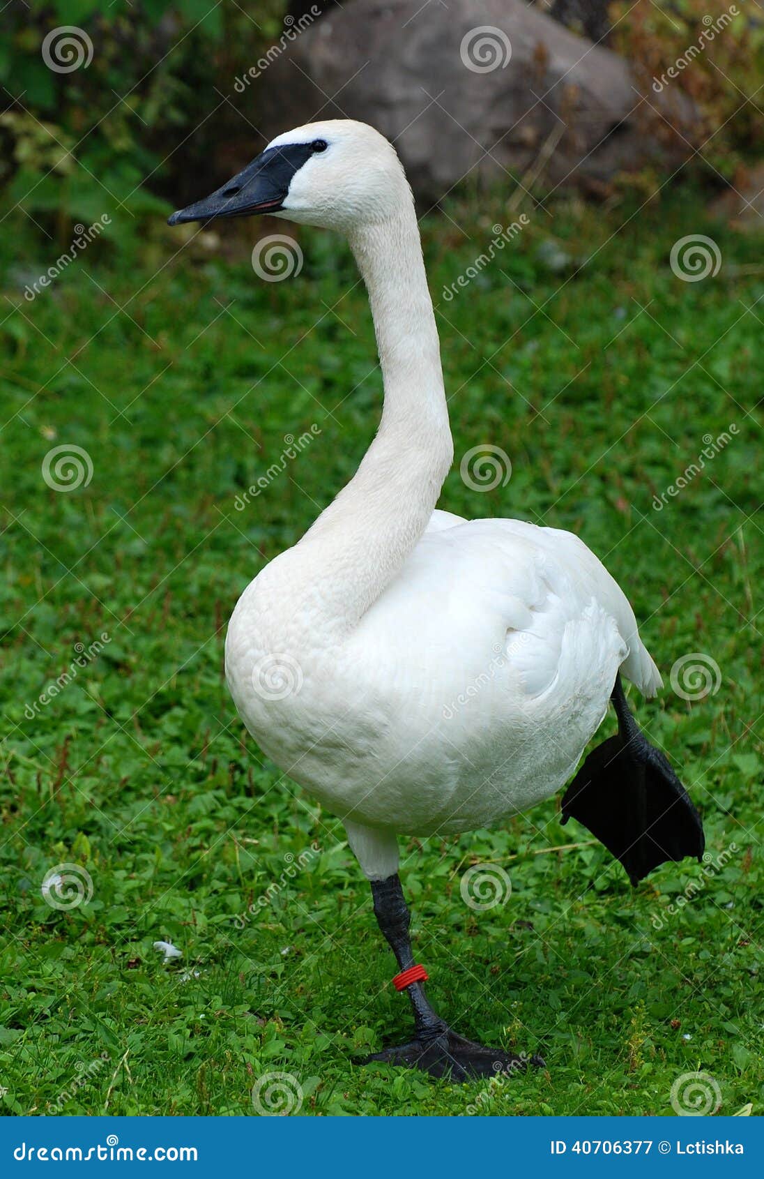 Oca con il becco nero immagine stock. Immagine di particolare - 40706377