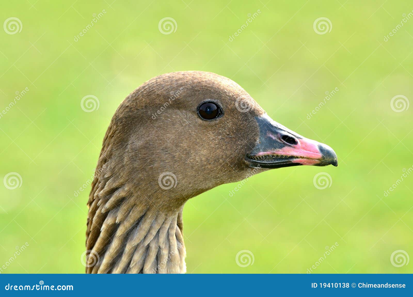 Oca del Brown fotografia stock. Immagine di uccello, uccellagione ...