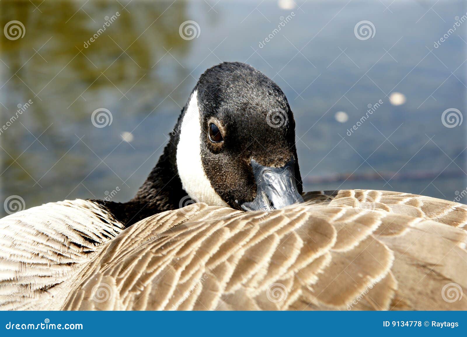 Oca del Canada fotografia stock. Immagine di terra, habitat - 9134778