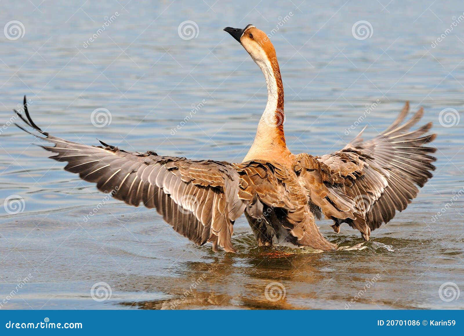 Oca del cigno fotografia stock. Immagine di uccello, selvaggio - 20701086