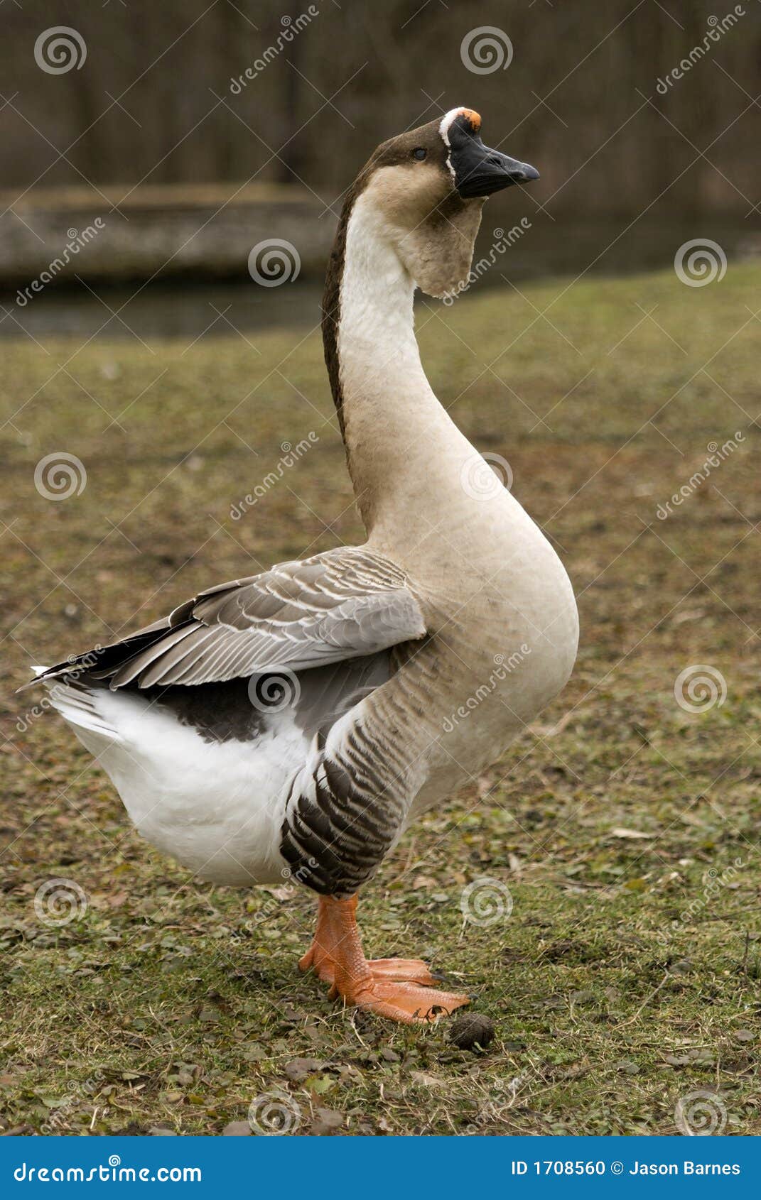 Oca Del Cigno Che Si Leva in Piedi Alta Fotografia Stock - Immagine di ...