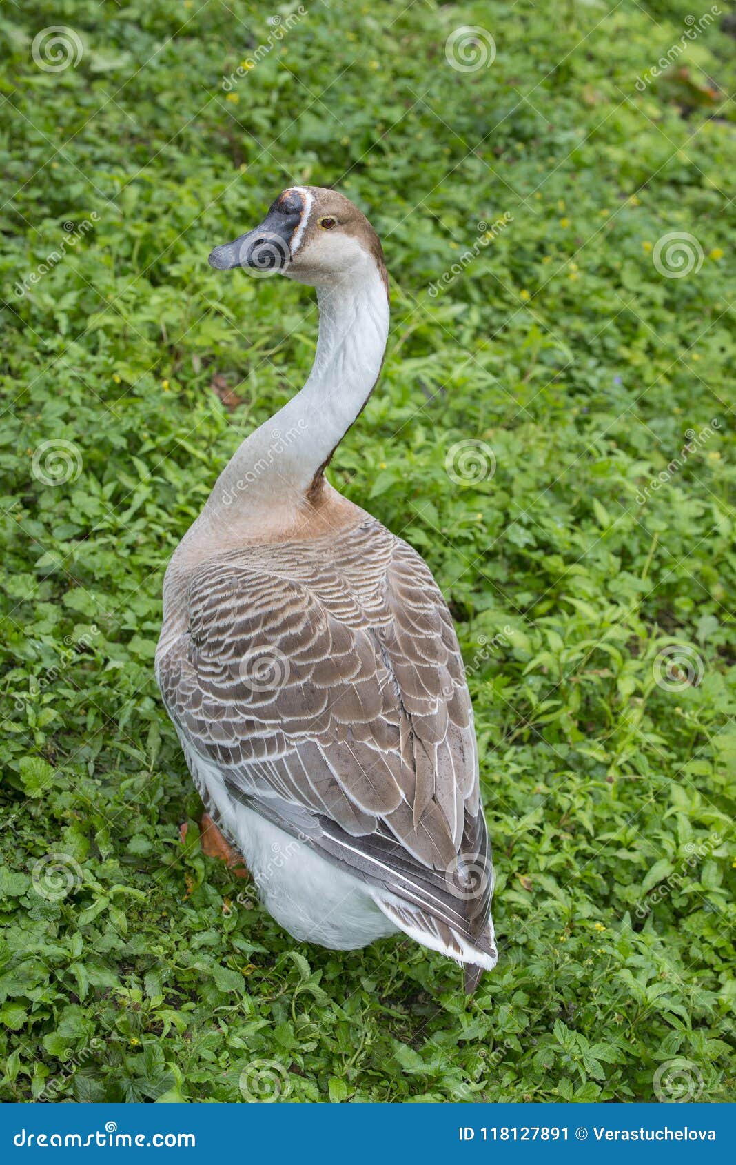 Oca Del Cigno - Cygnoides Del Anser Immagine Stock - Immagine di ...
