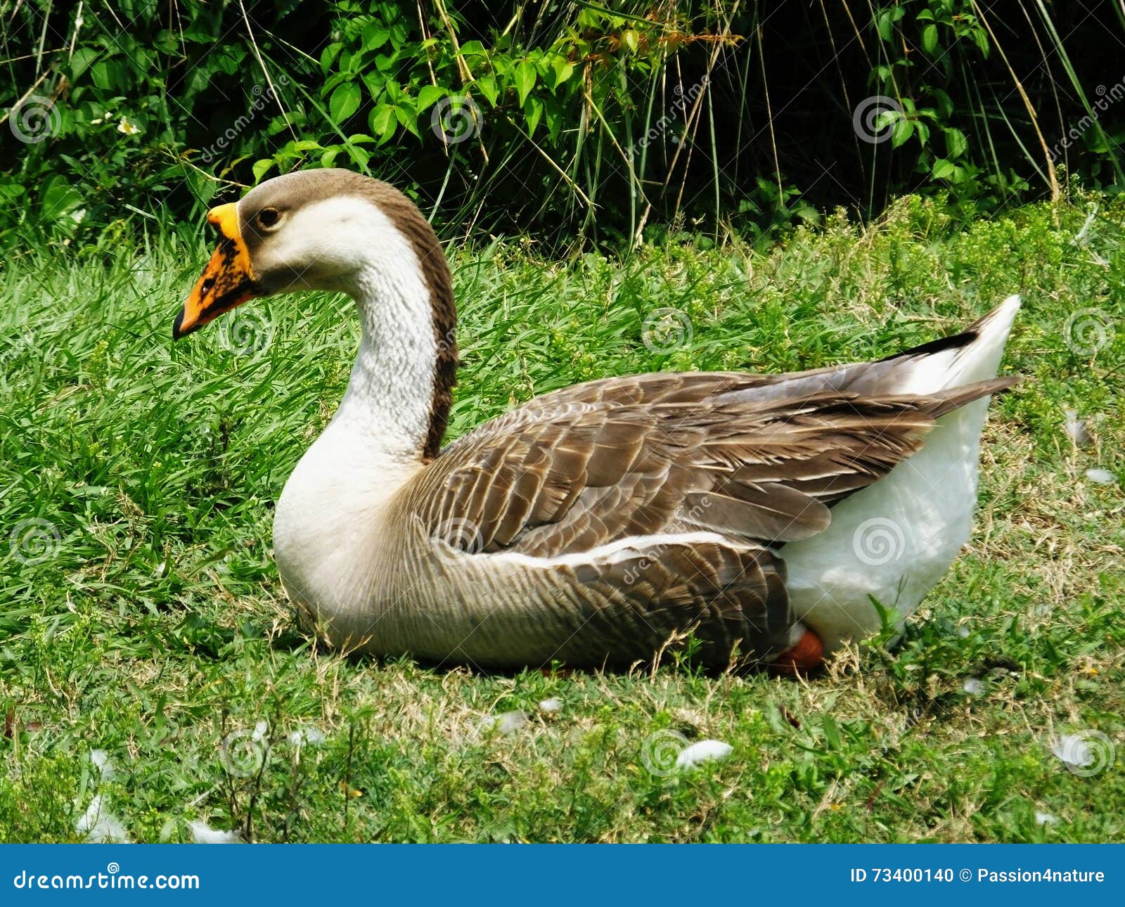 Oca Del Cigno (cygnoides Del Anser) Fotografia Stock - Immagine di ...
