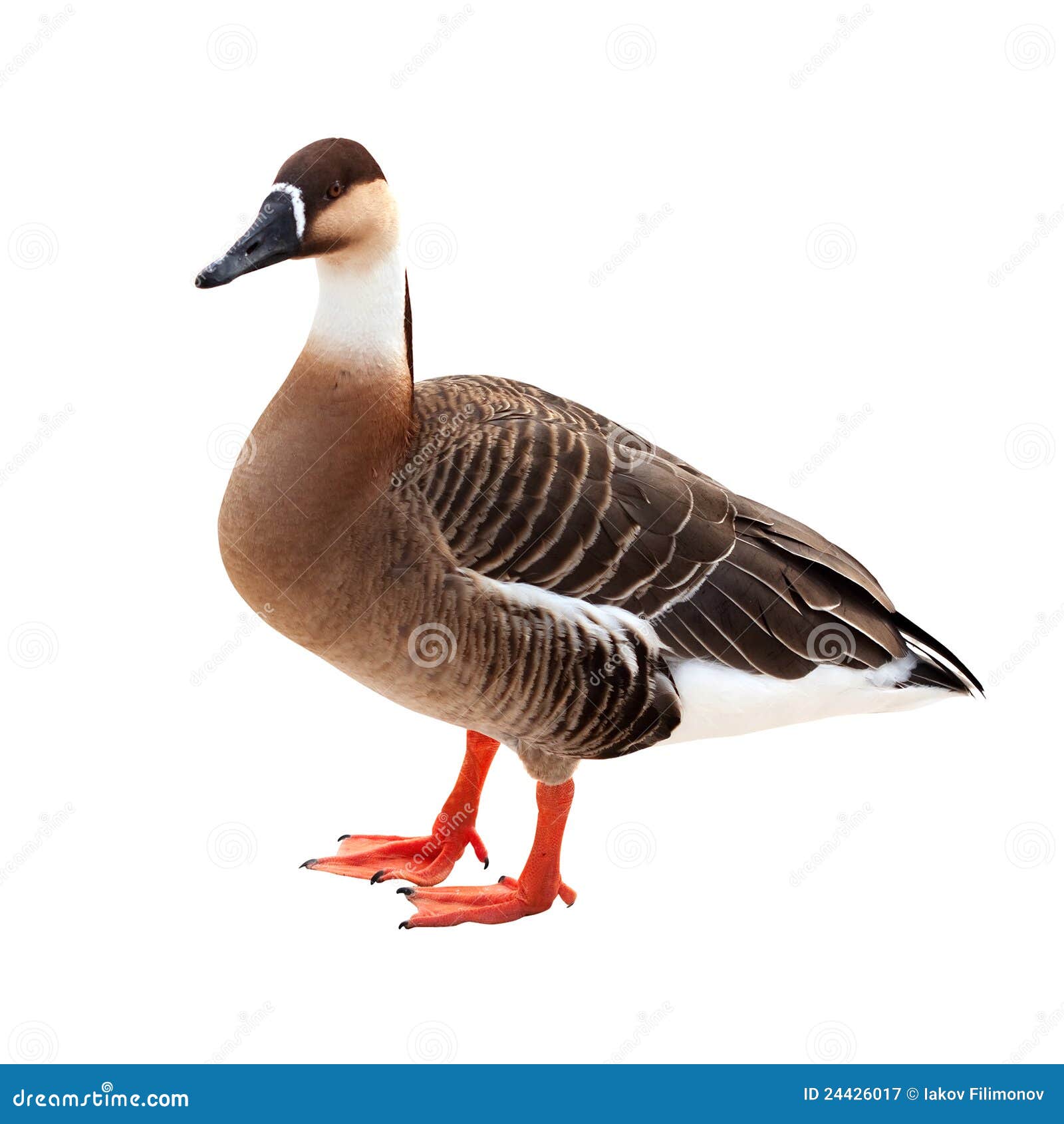 Oca Del Cigno. Isolato Sopra Bianco Immagine Stock - Immagine di sfondo ...