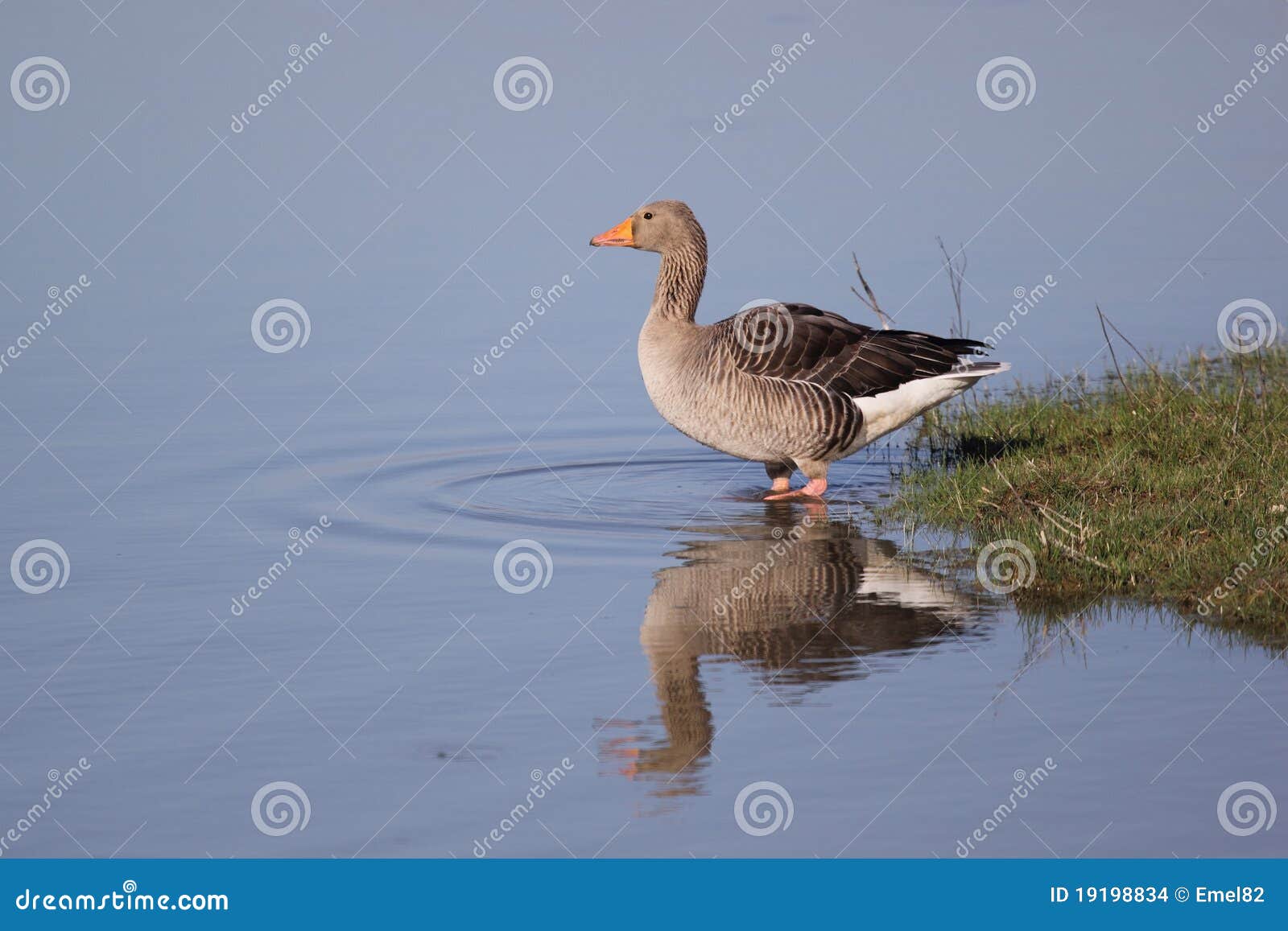 Oca di oca selvatica fotografia stock. Immagine di uccelli - 19198834
