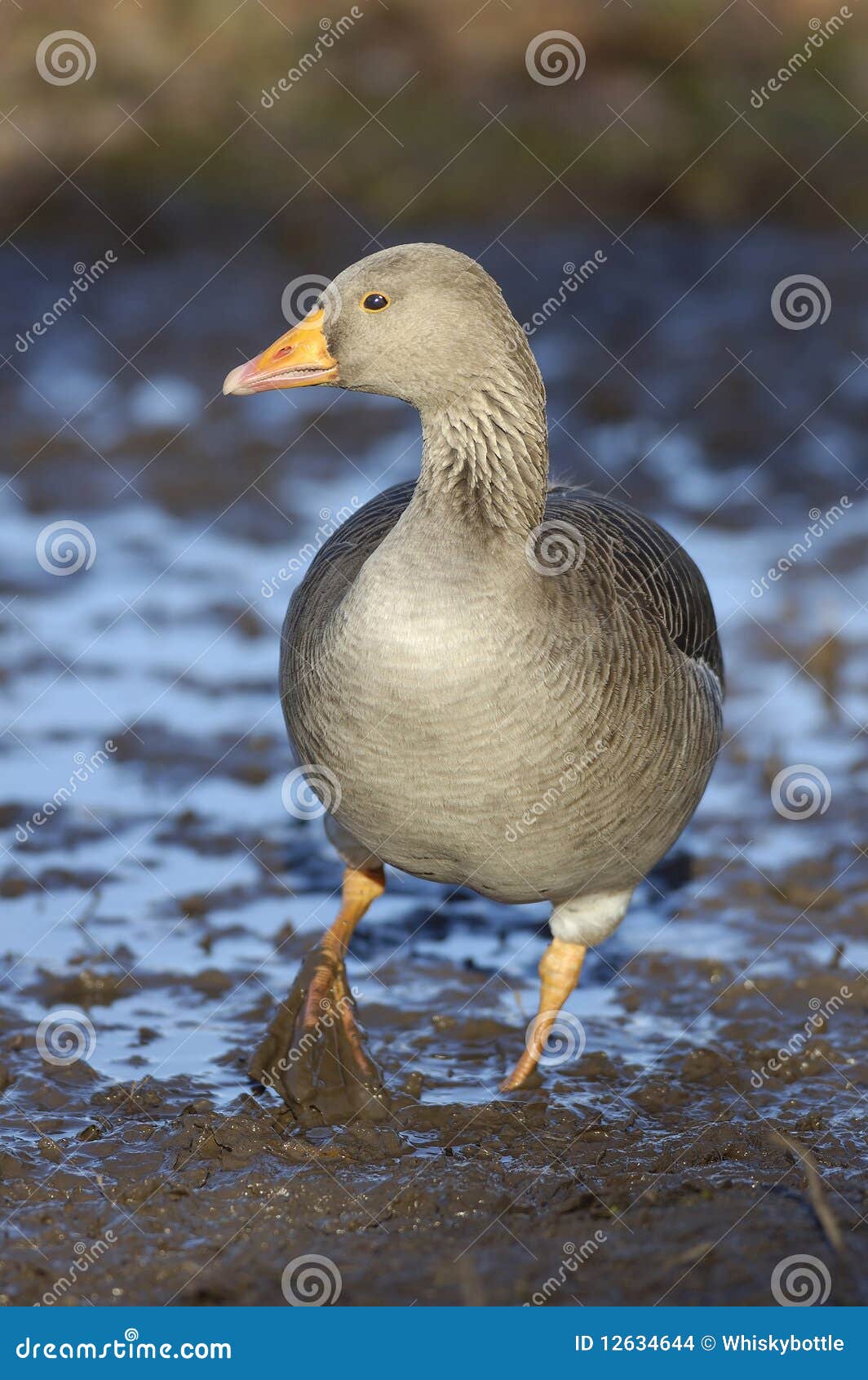 Oca Di Oca Selvatica - Anser Del Anser Fotografia Stock - Immagine di ...
