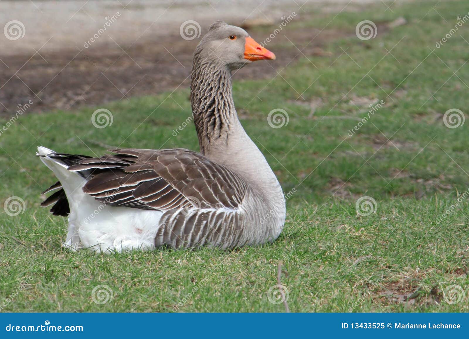 Oca di Toulouse immagine stock. Immagine di animale, nazionale - 13433525
